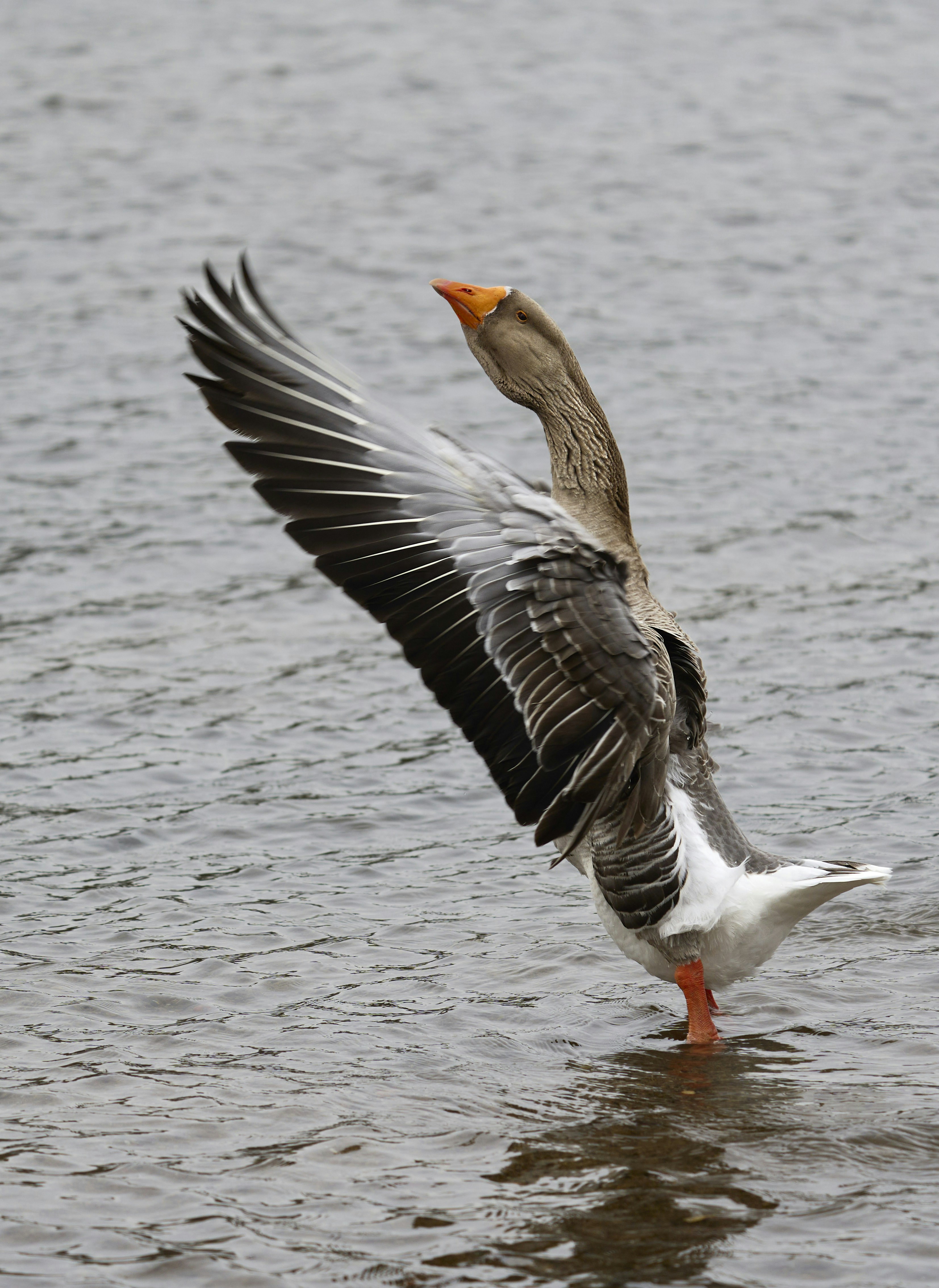 Winged Triumph at Water's Edge: A Goose Unfurls its Flight