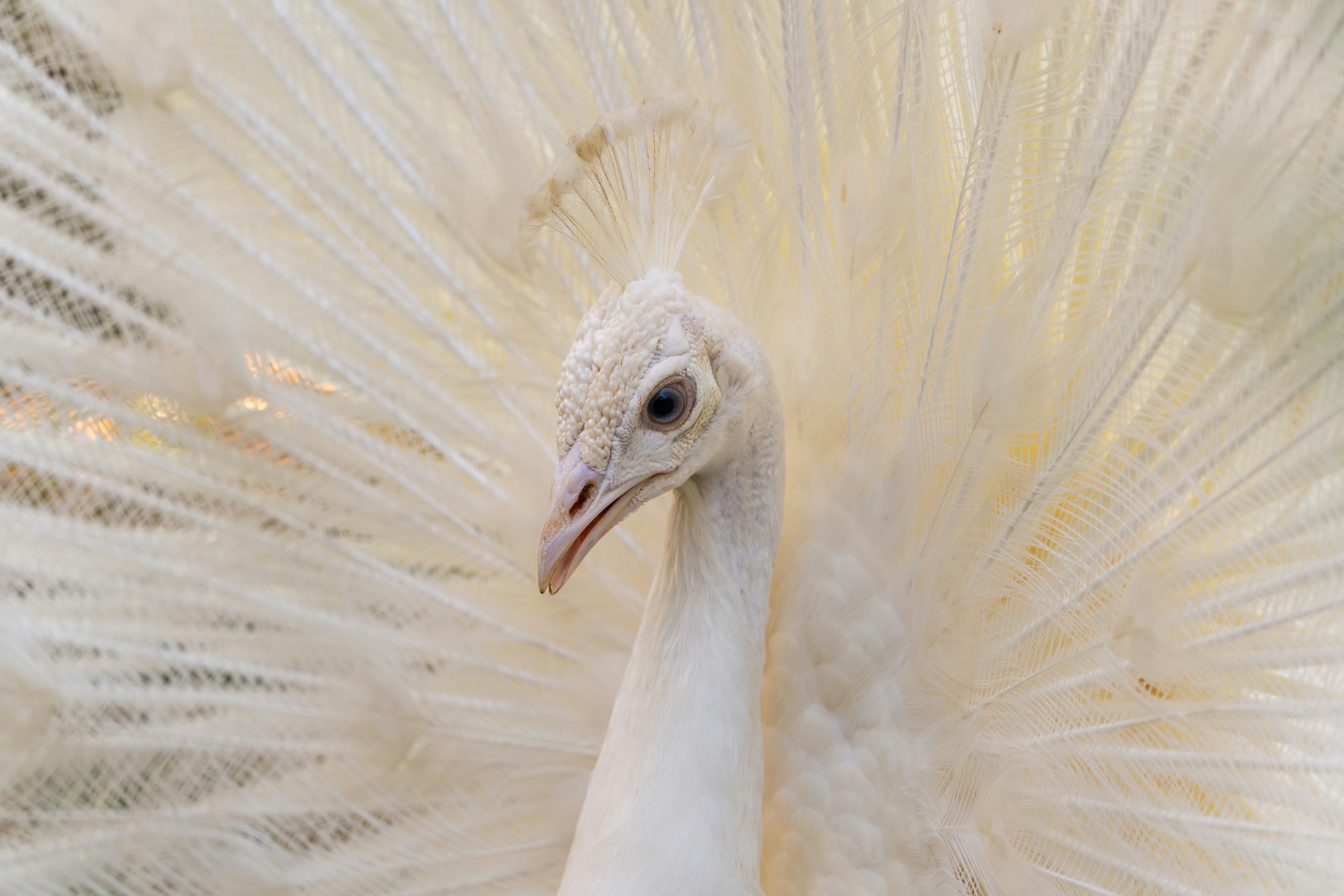 White peacock | A white peacock displays its beautiful feathers.