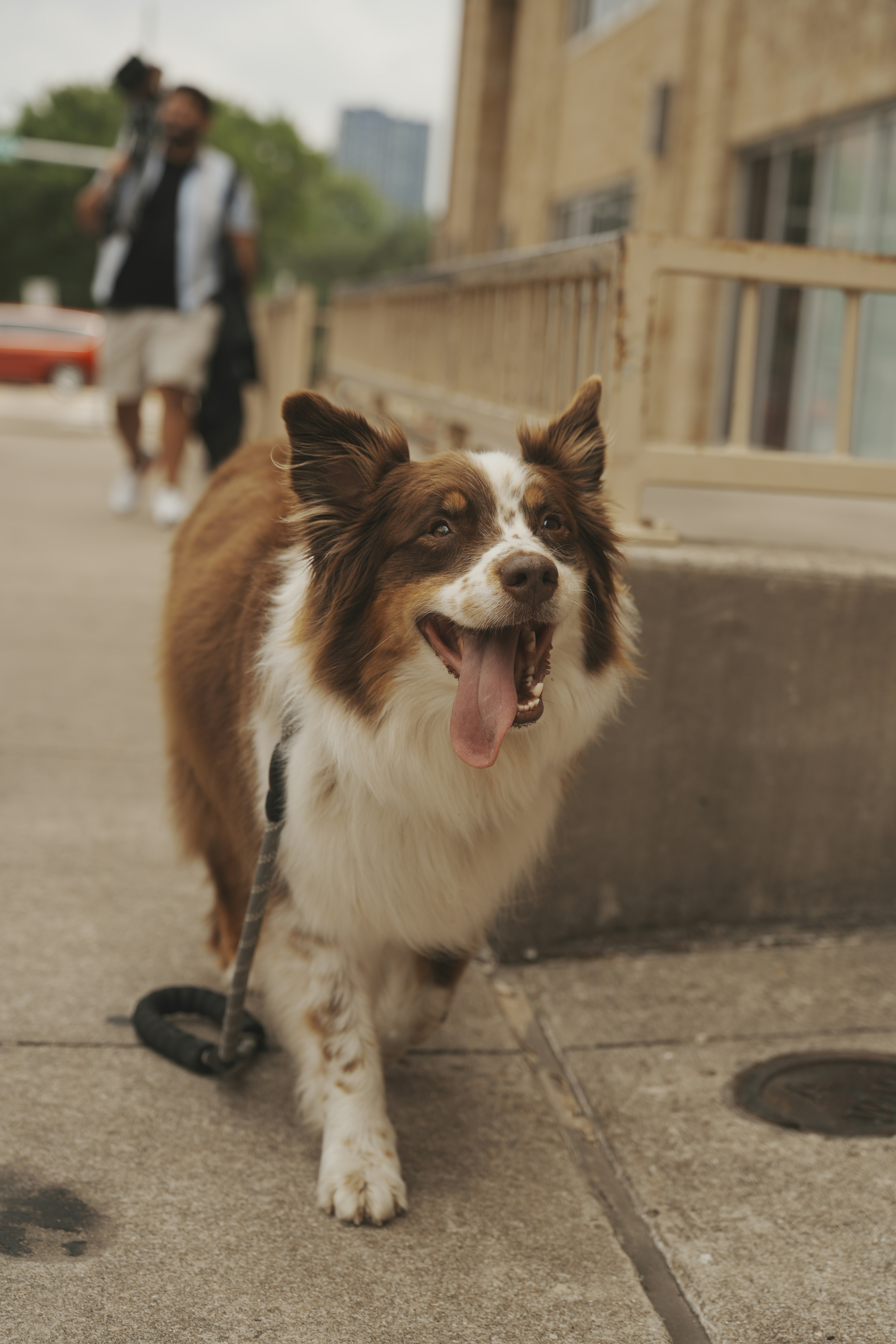 Happy dog walks on a sidewalk with owner.