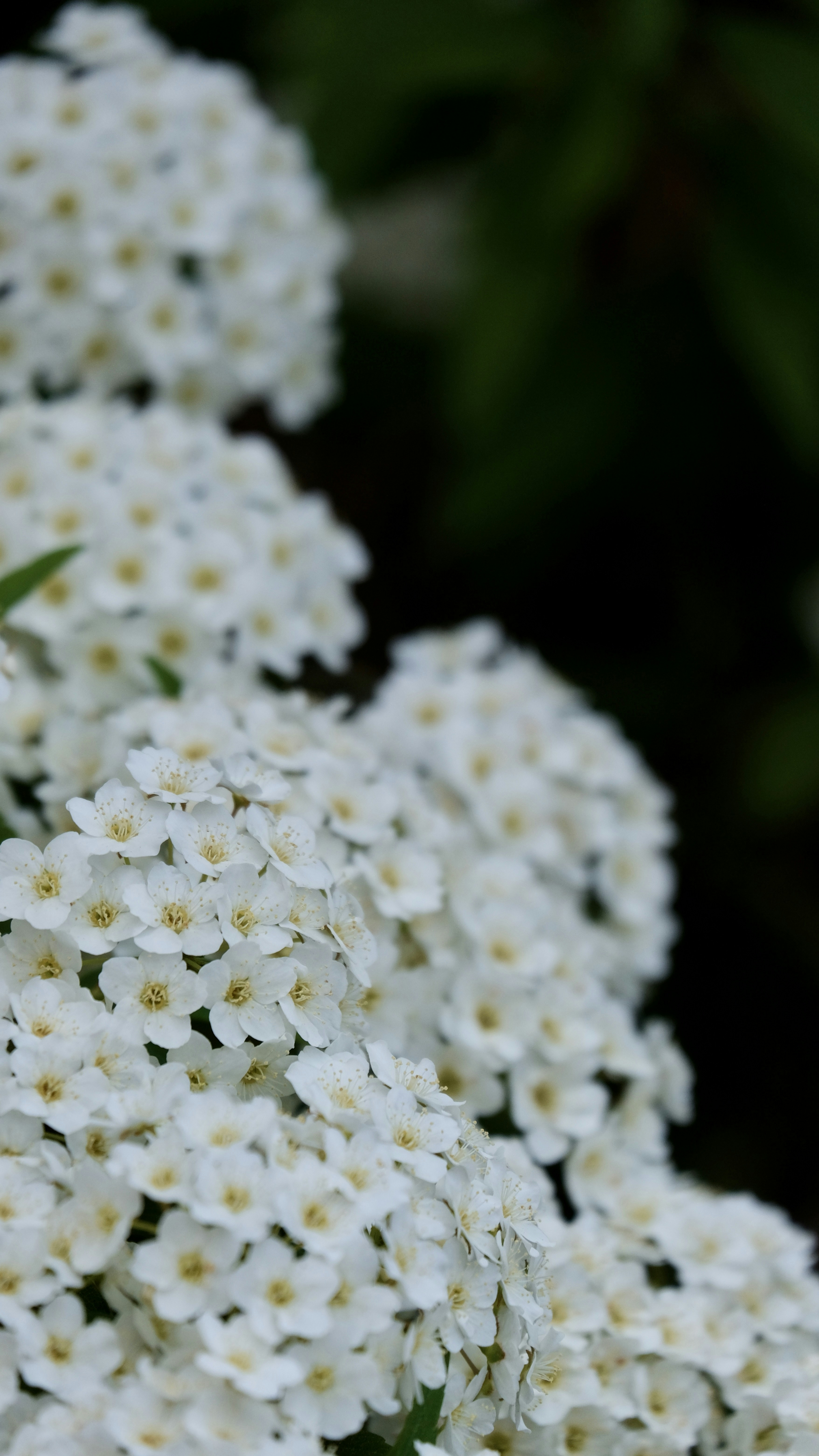 Cluster of delicate white flowers with intricate details, set against a blurred dark background.