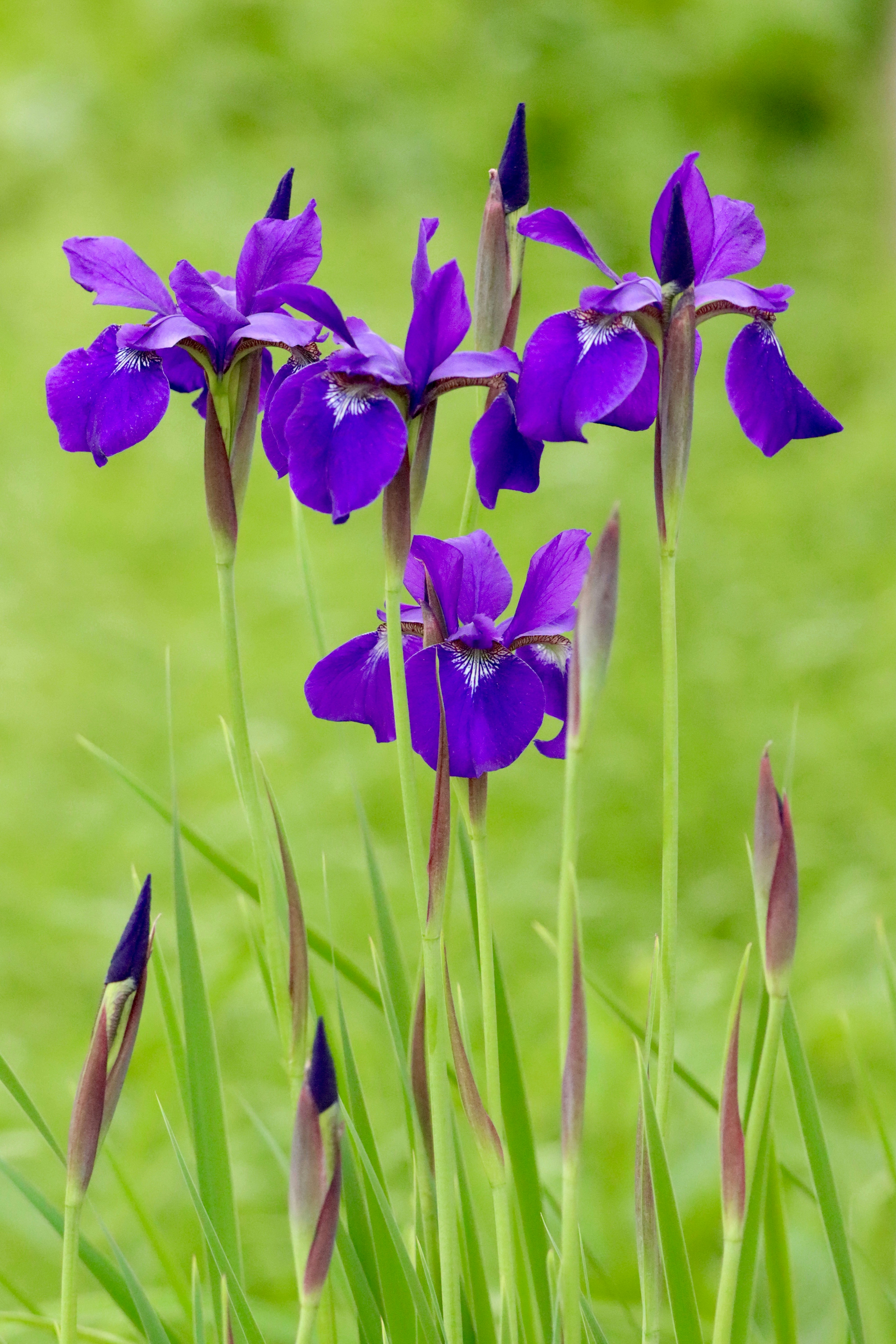 Whispers of Spring: The Iris Ensemble