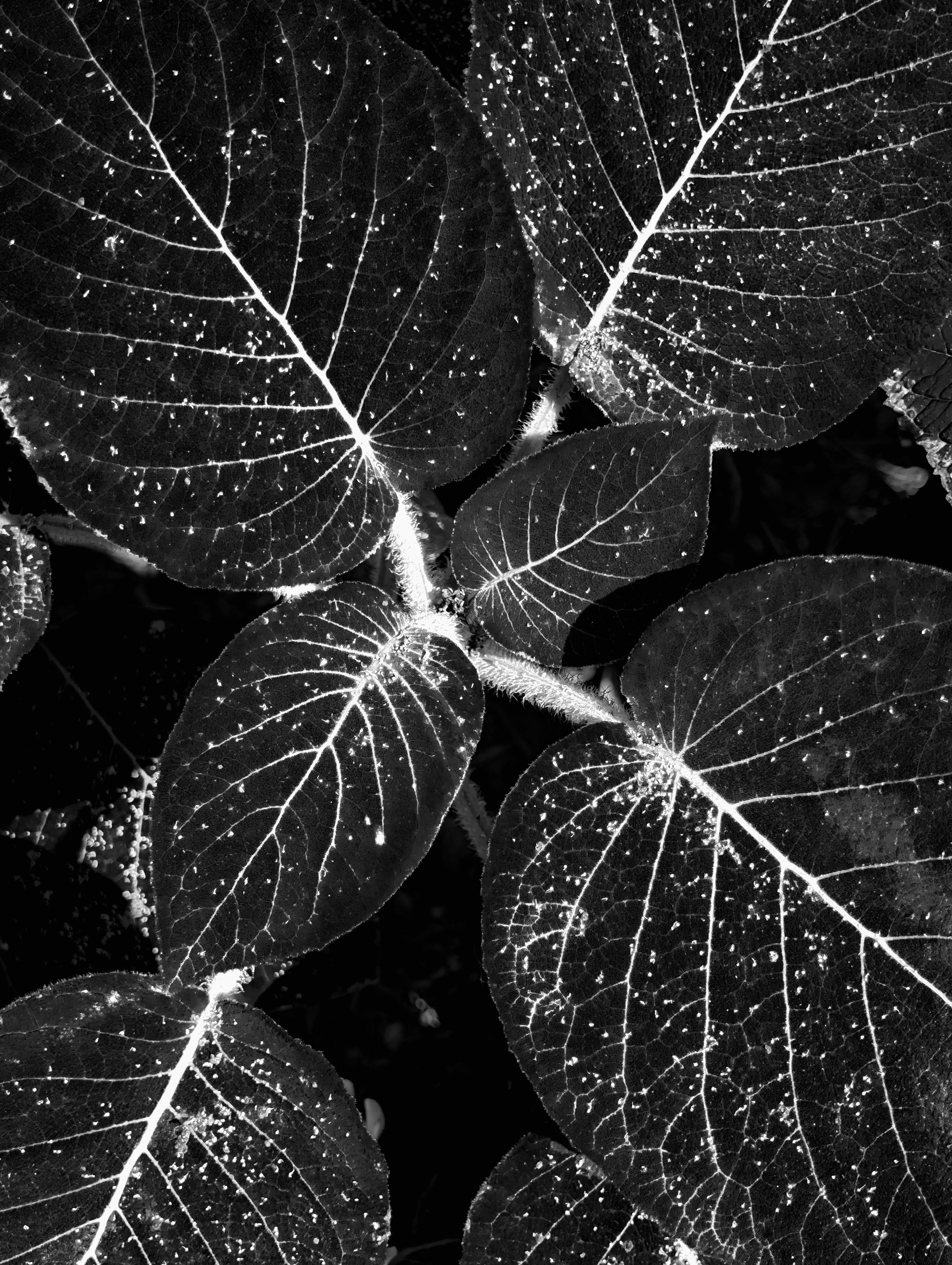 Leaves of a hydrangea plant covered in little specs, making for a wonderful black and white film grain effect. | Close-up black and white image of a plant's leaves.