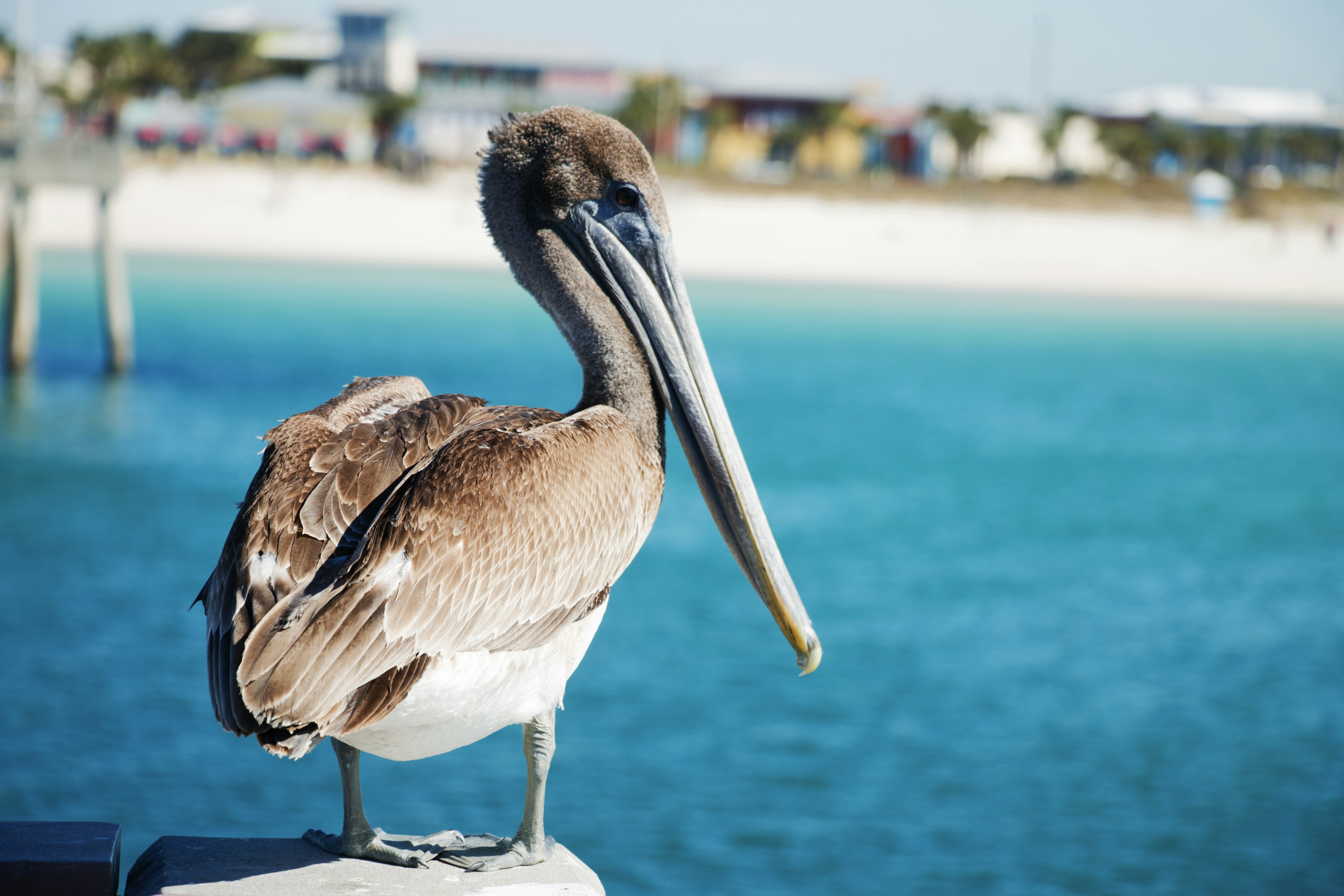 A brown pelican perched on a pier, overlooking a turquoise sea with a sandy beach in the background.