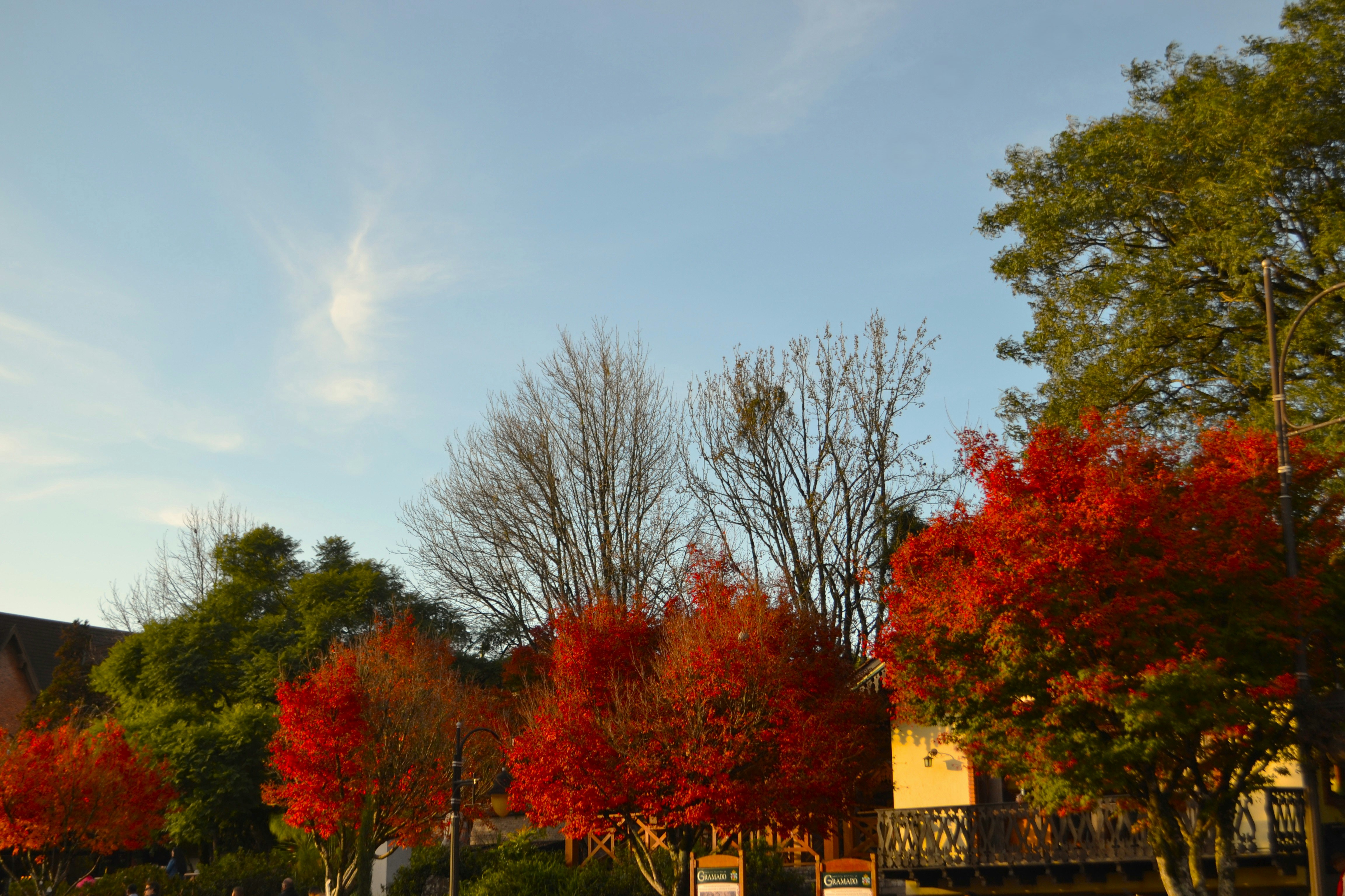 Autumn trees display vibrant red and orange hues.