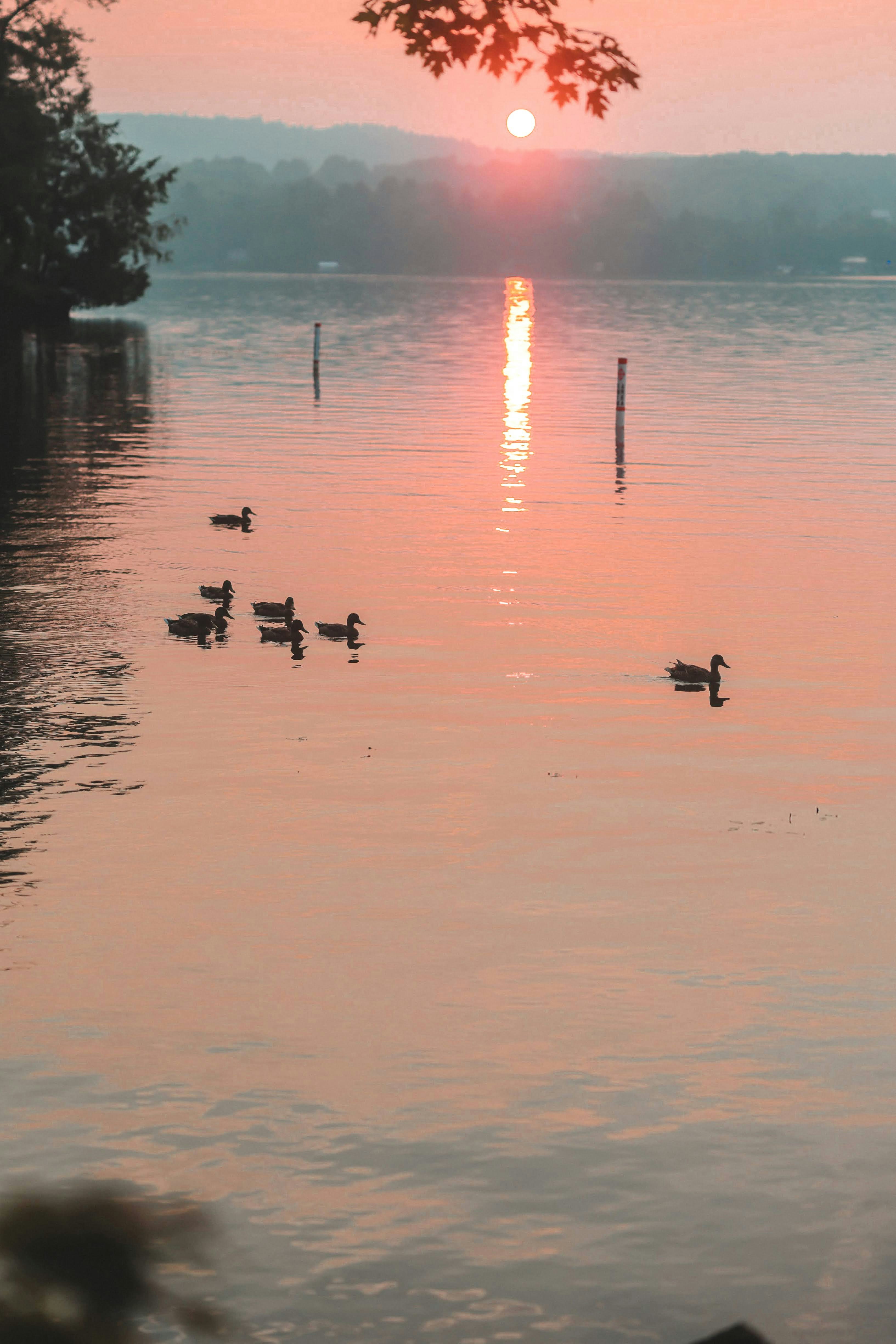 Ducks float in a lake during a beautiful sunrise.
