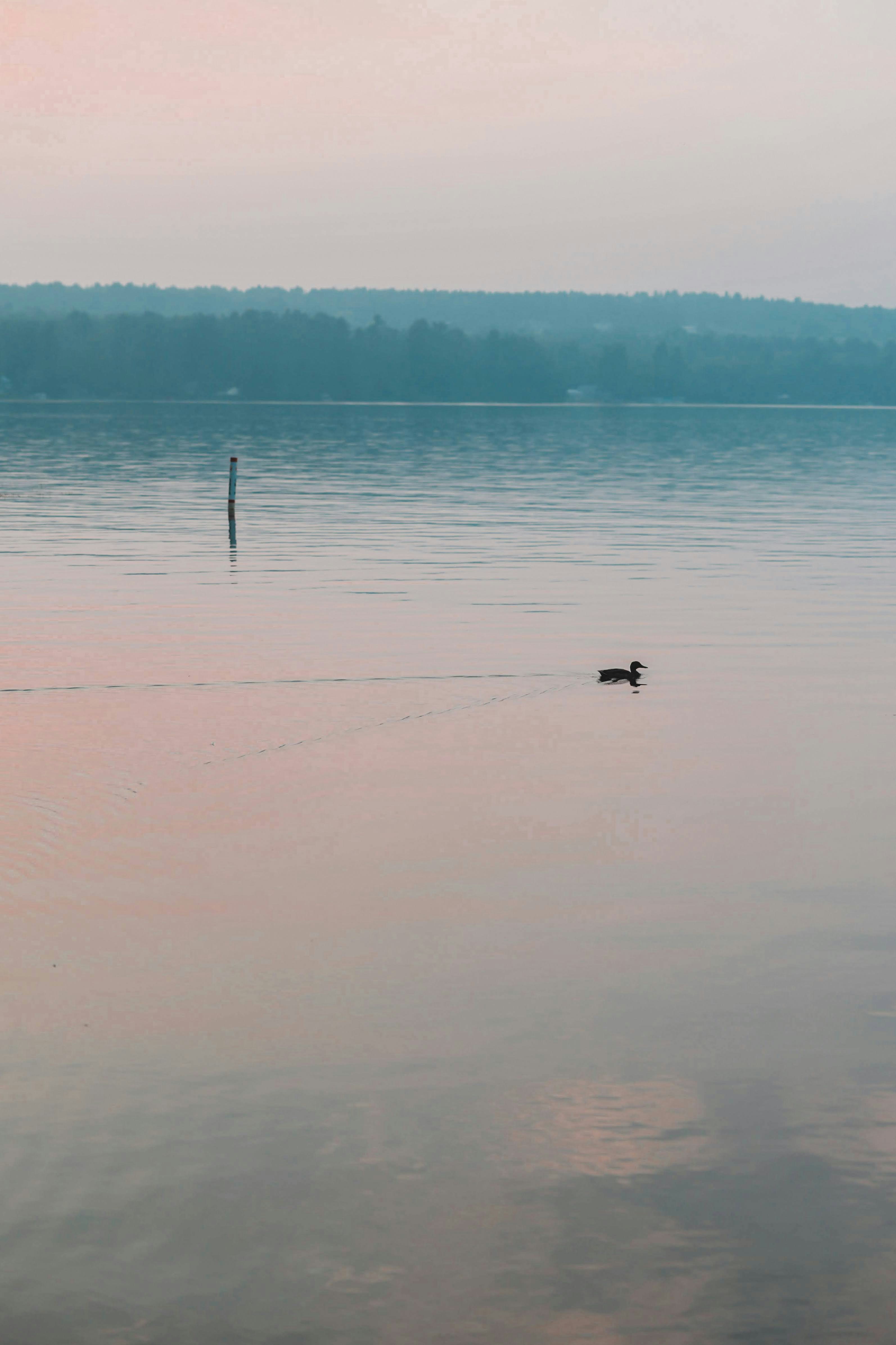 A peaceful lake with a duck and post.