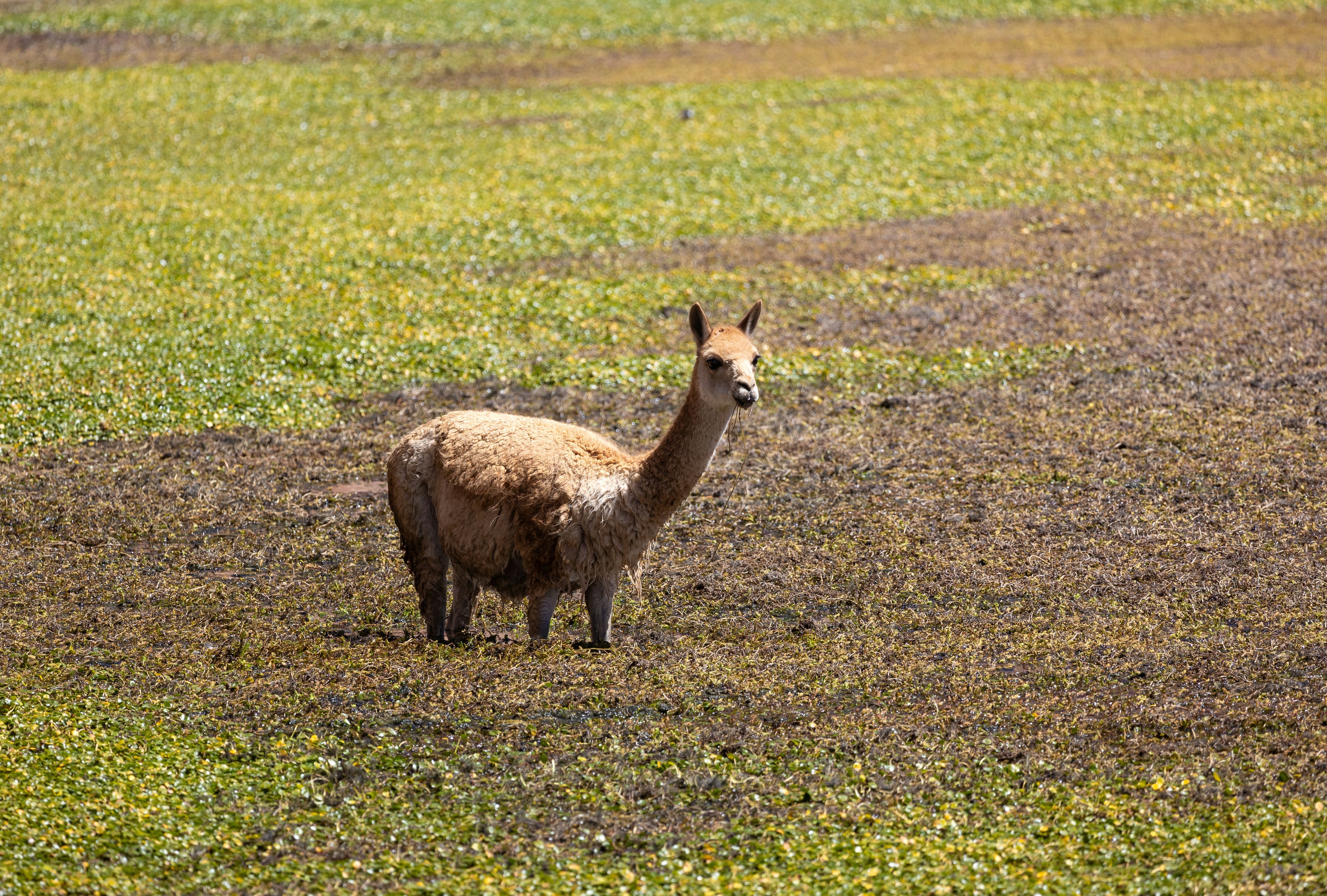"Lunch" | A llama stands in a grassy field.