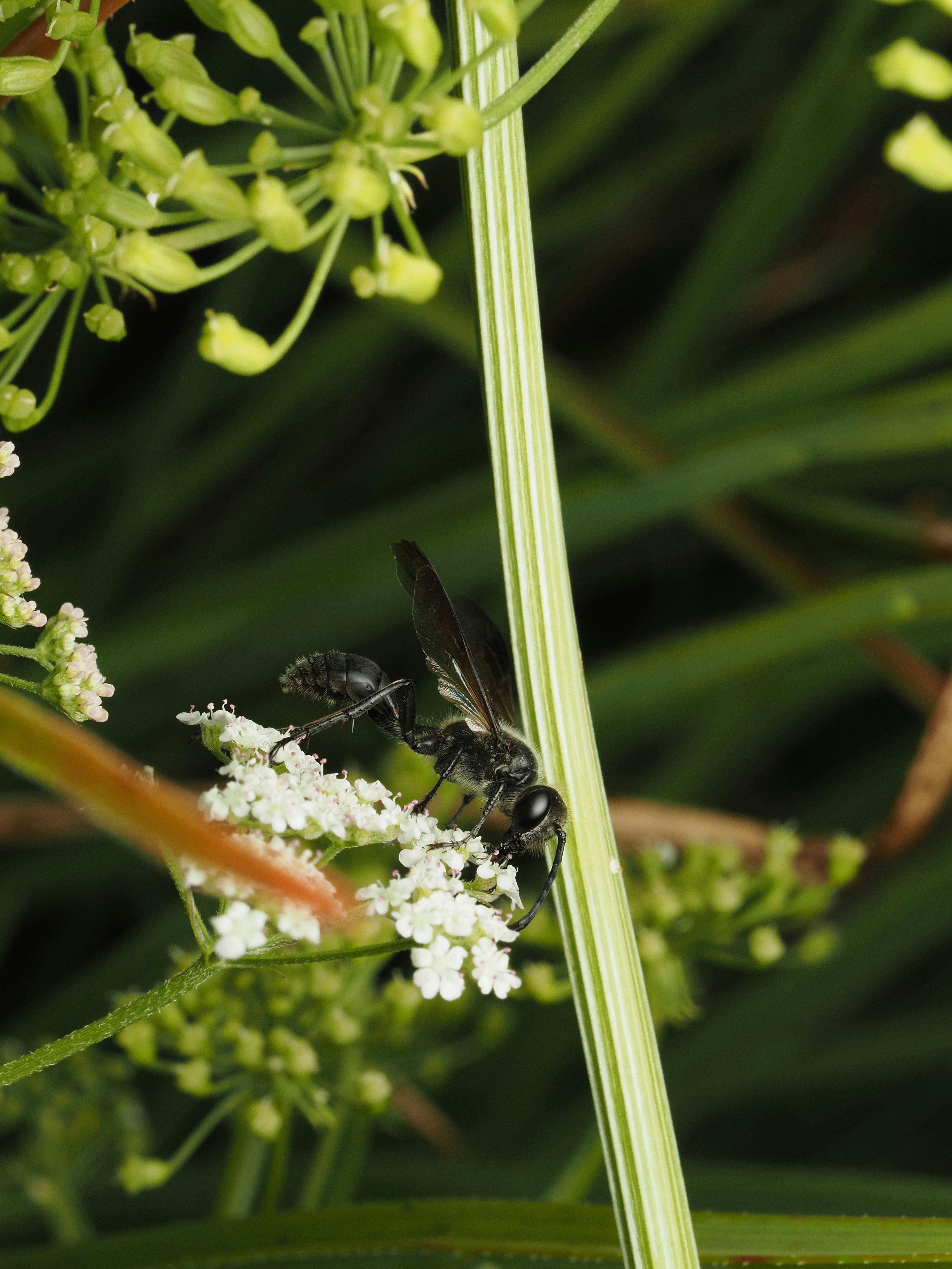 Isodontia mexicana, the Mexican grass-carrying wasp | A bee is on a flower, enjoying the nectar.