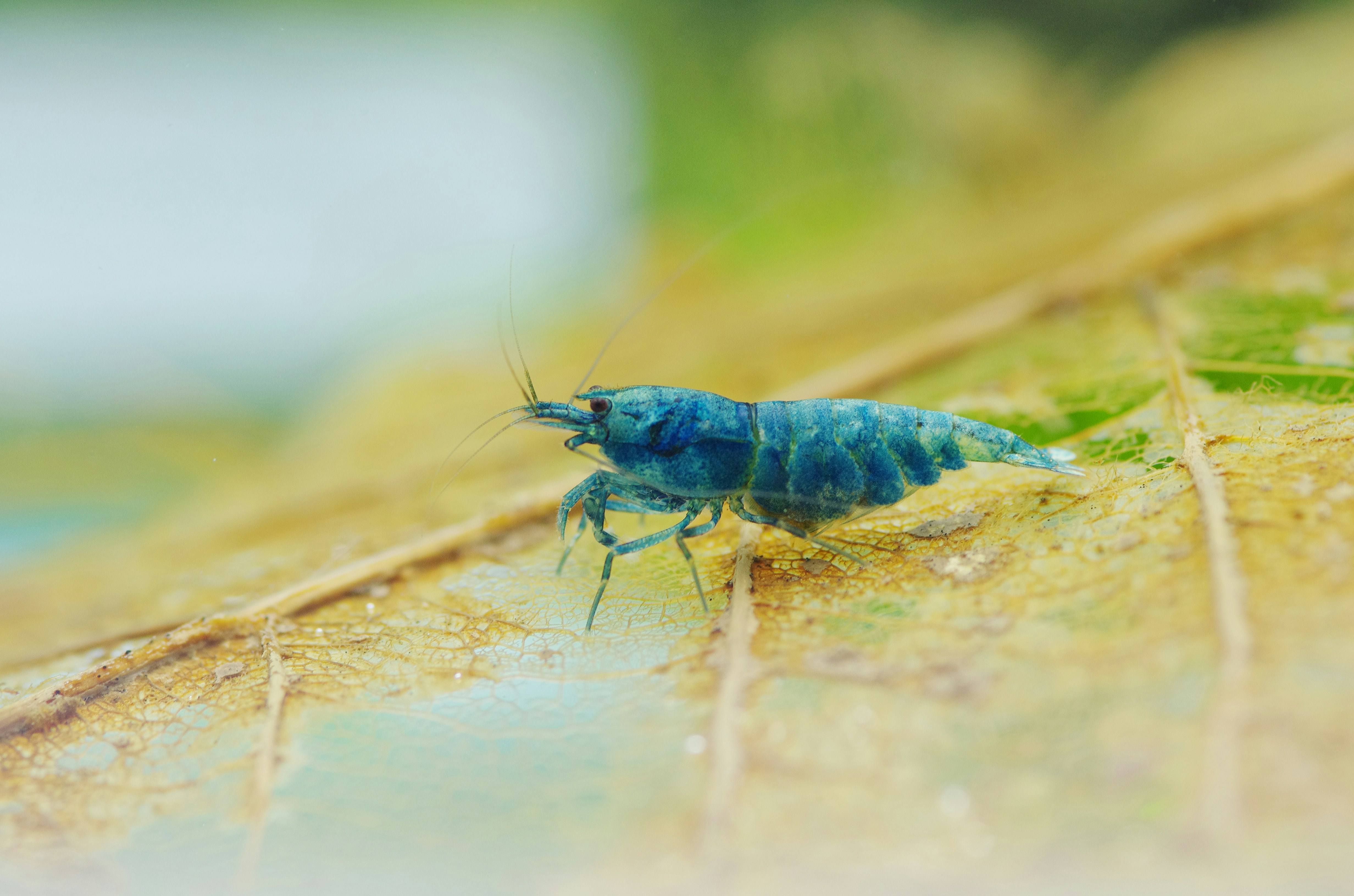 Aquatic Jewel: The Vibrant Blue Shrimp