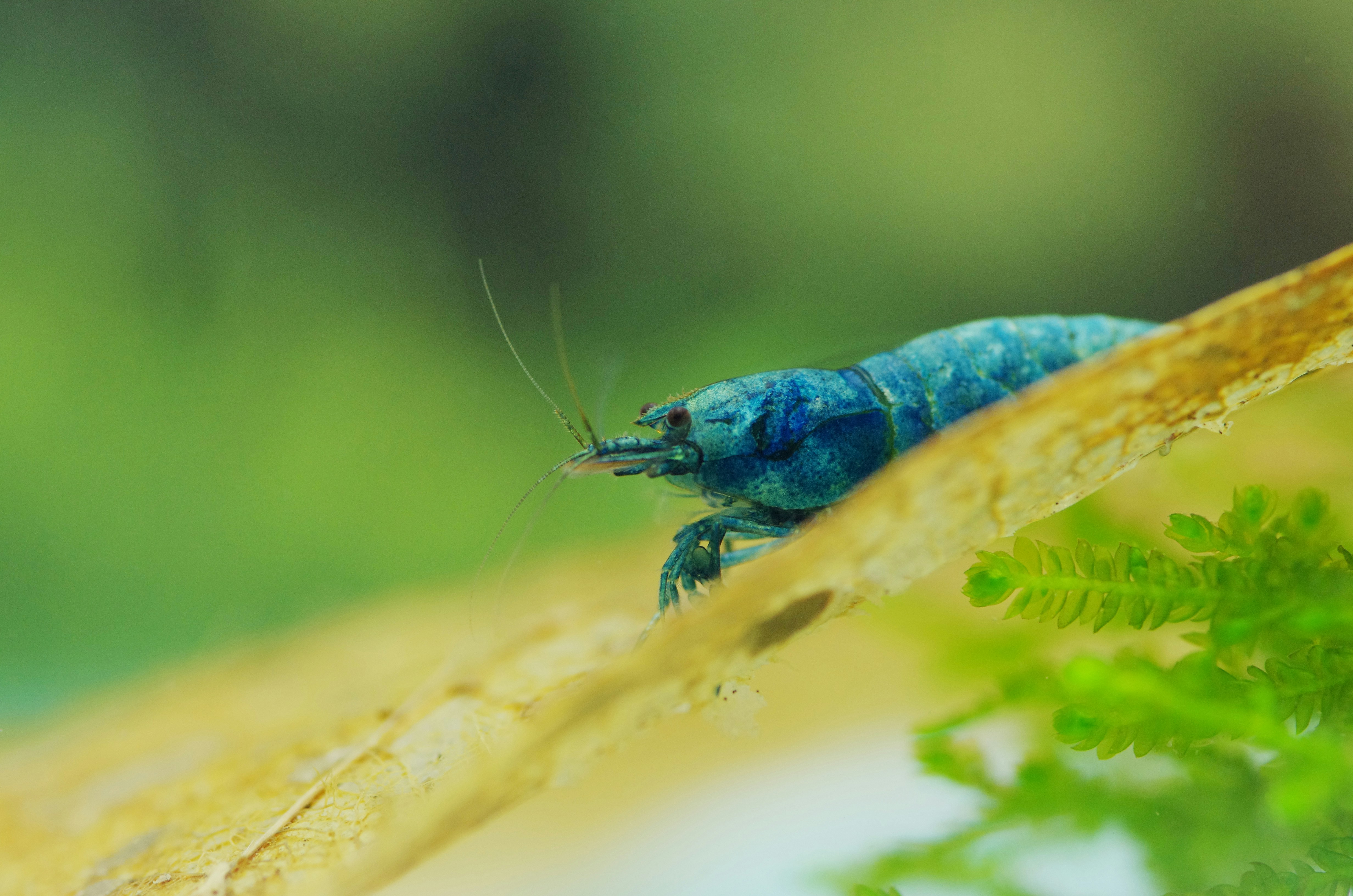 Azure Shrimp on a Sunlit Twig: A Macro Ballet
