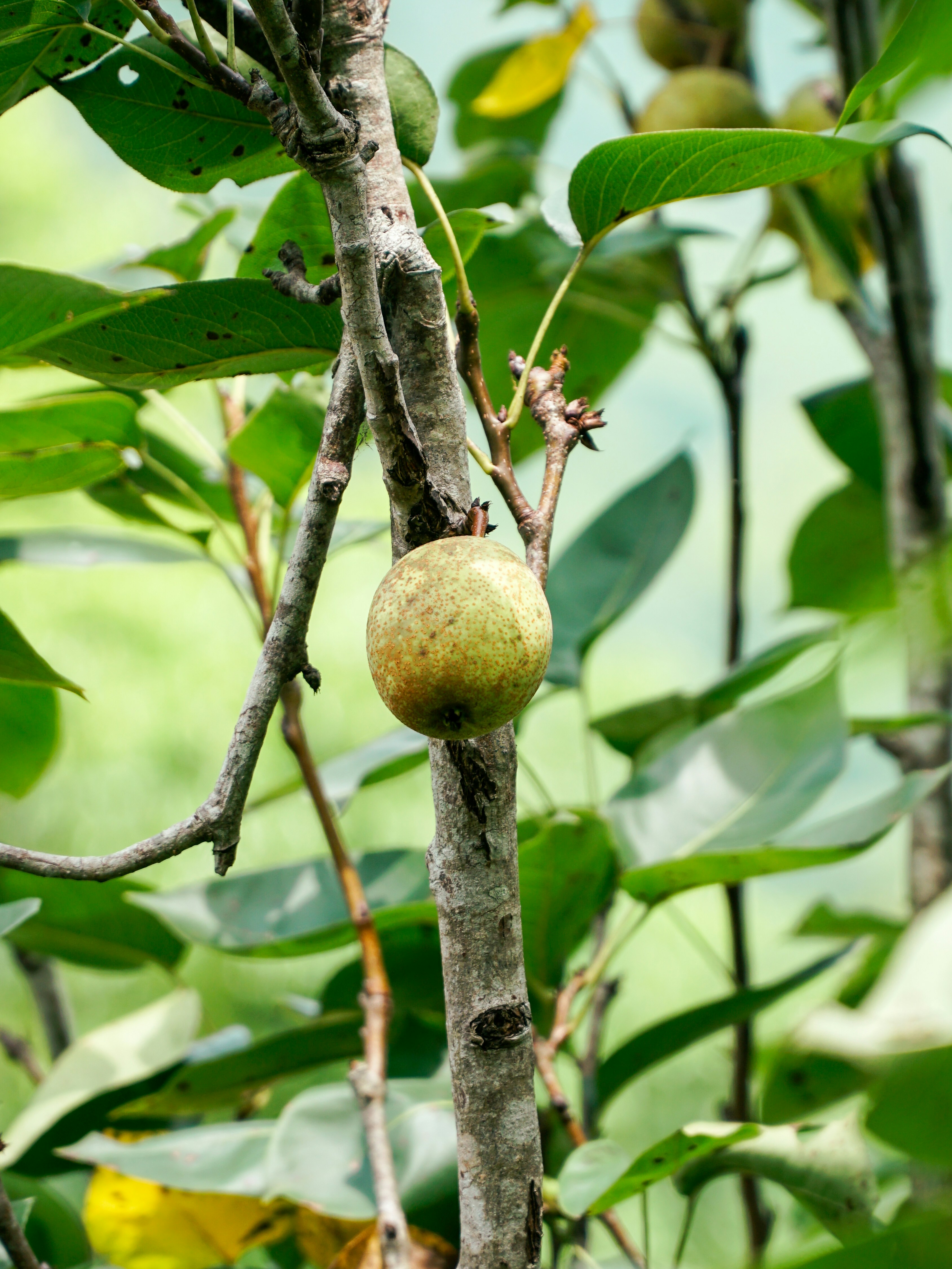 A pear ripens on a branch of a tree.