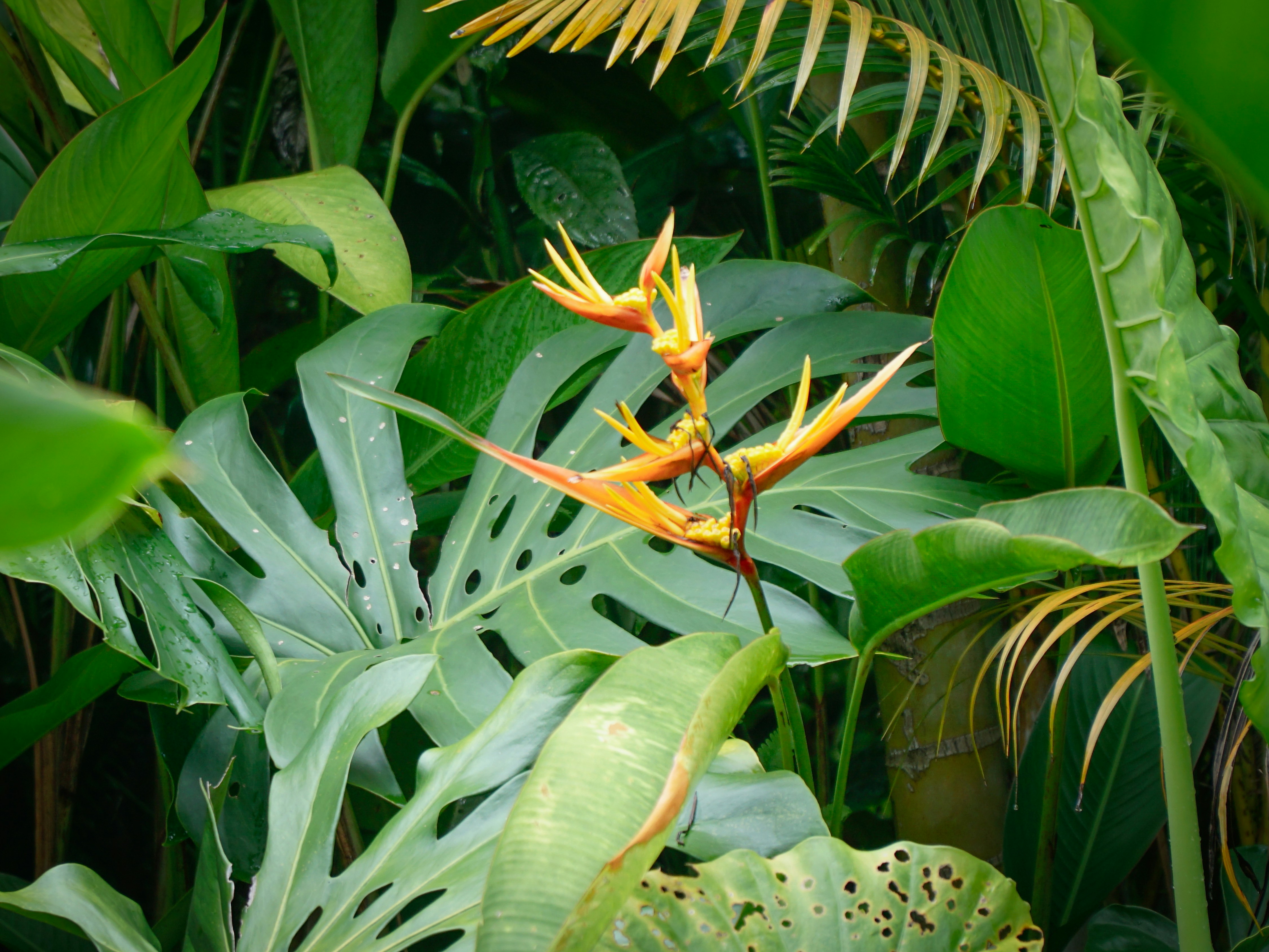 Tropical Harmony: A Dance of Colors