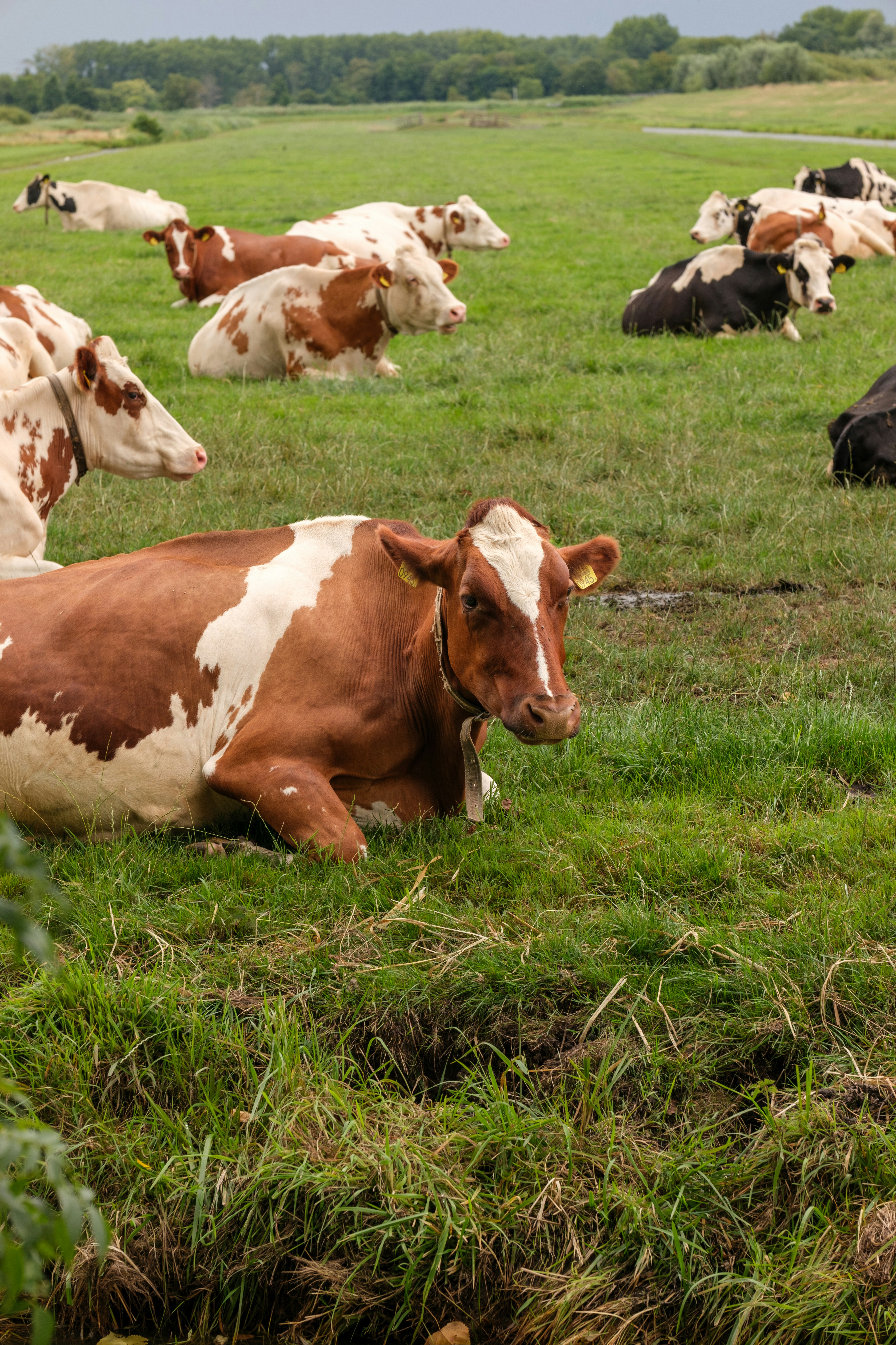 Serene Pastures: A Cow's Resting Spot