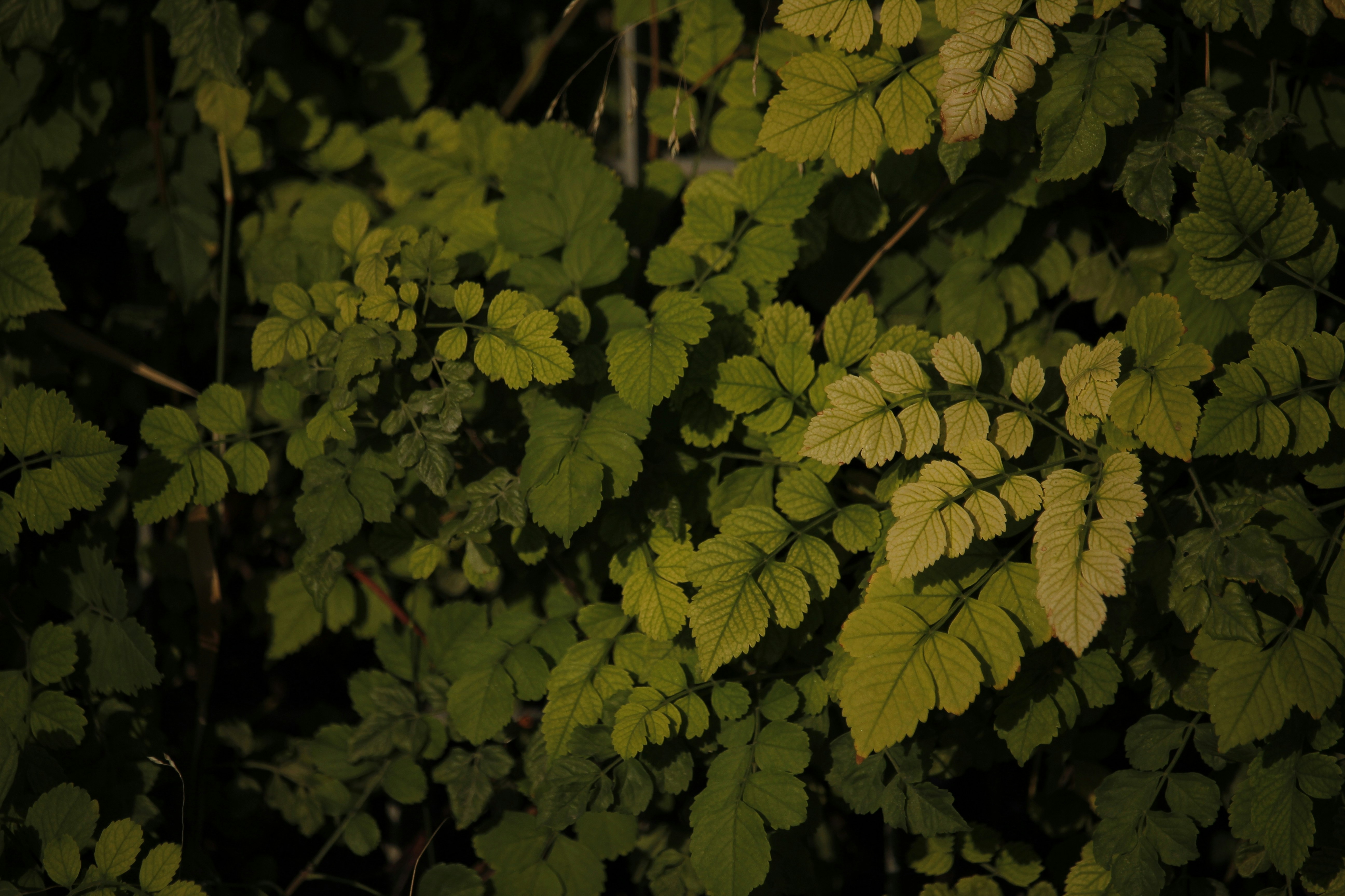 Whispers of the Night: A Leafy Embrace