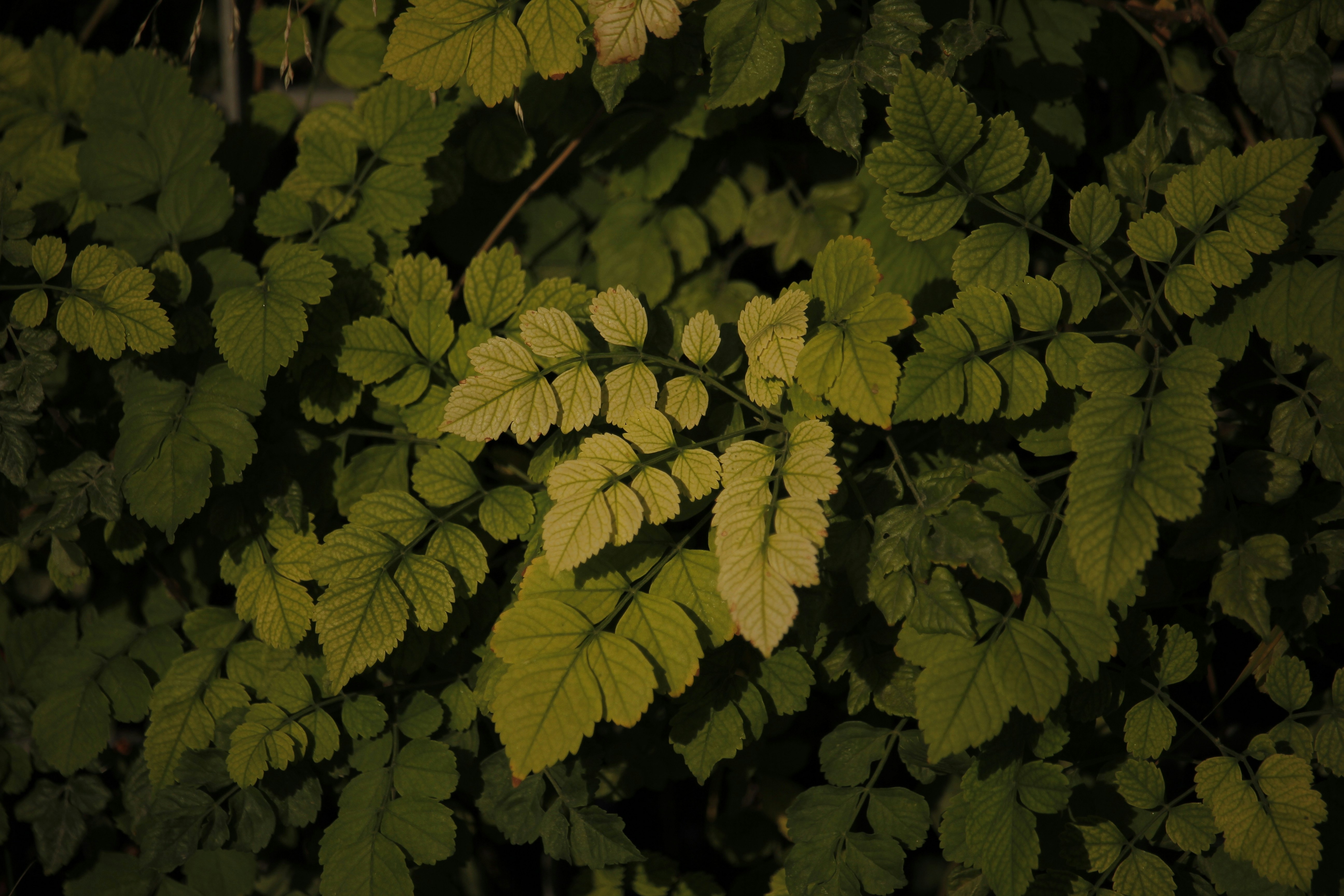 Whispers of Green: A Leafy Embrace