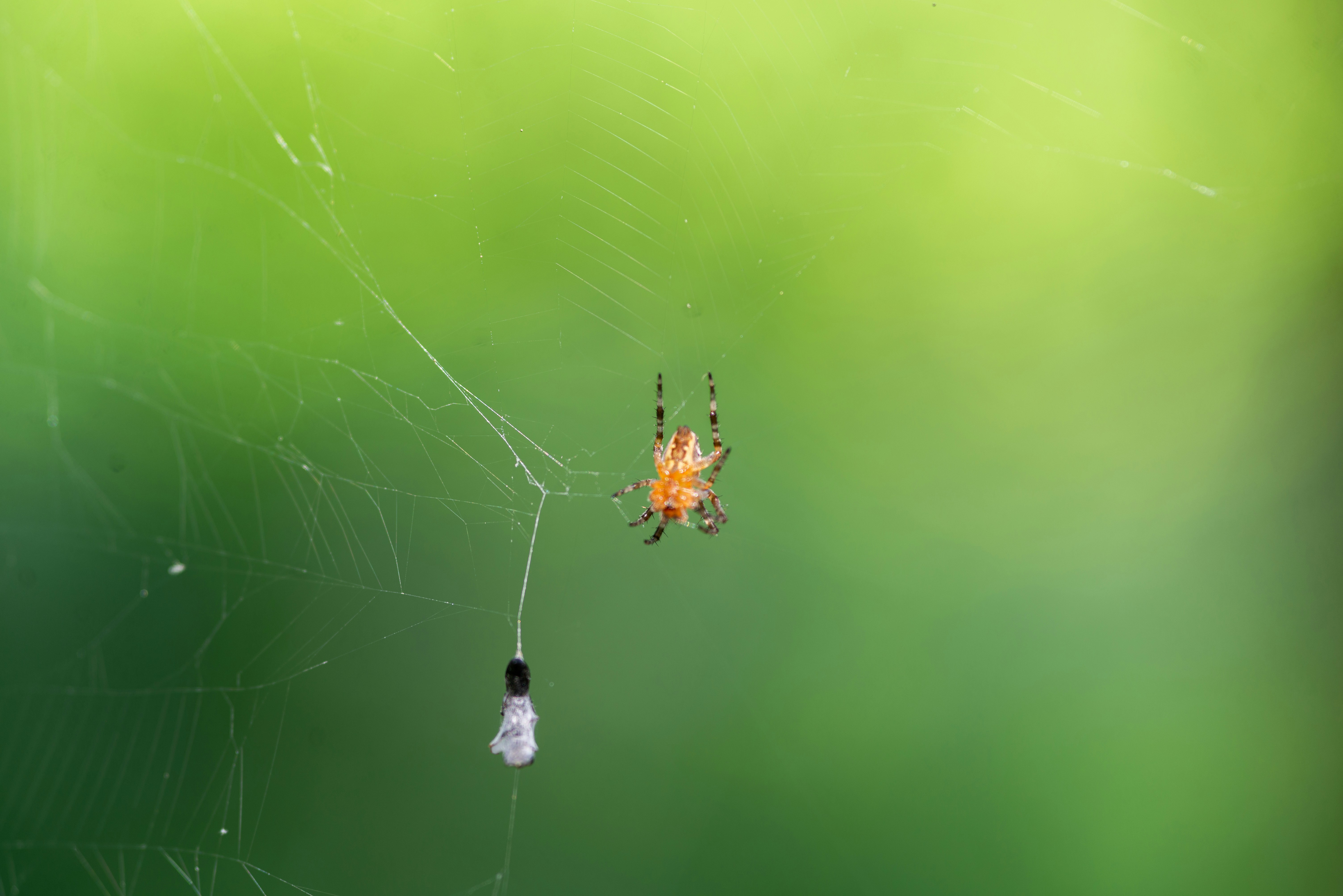 The Artisan of the Web: A Spider's Craft