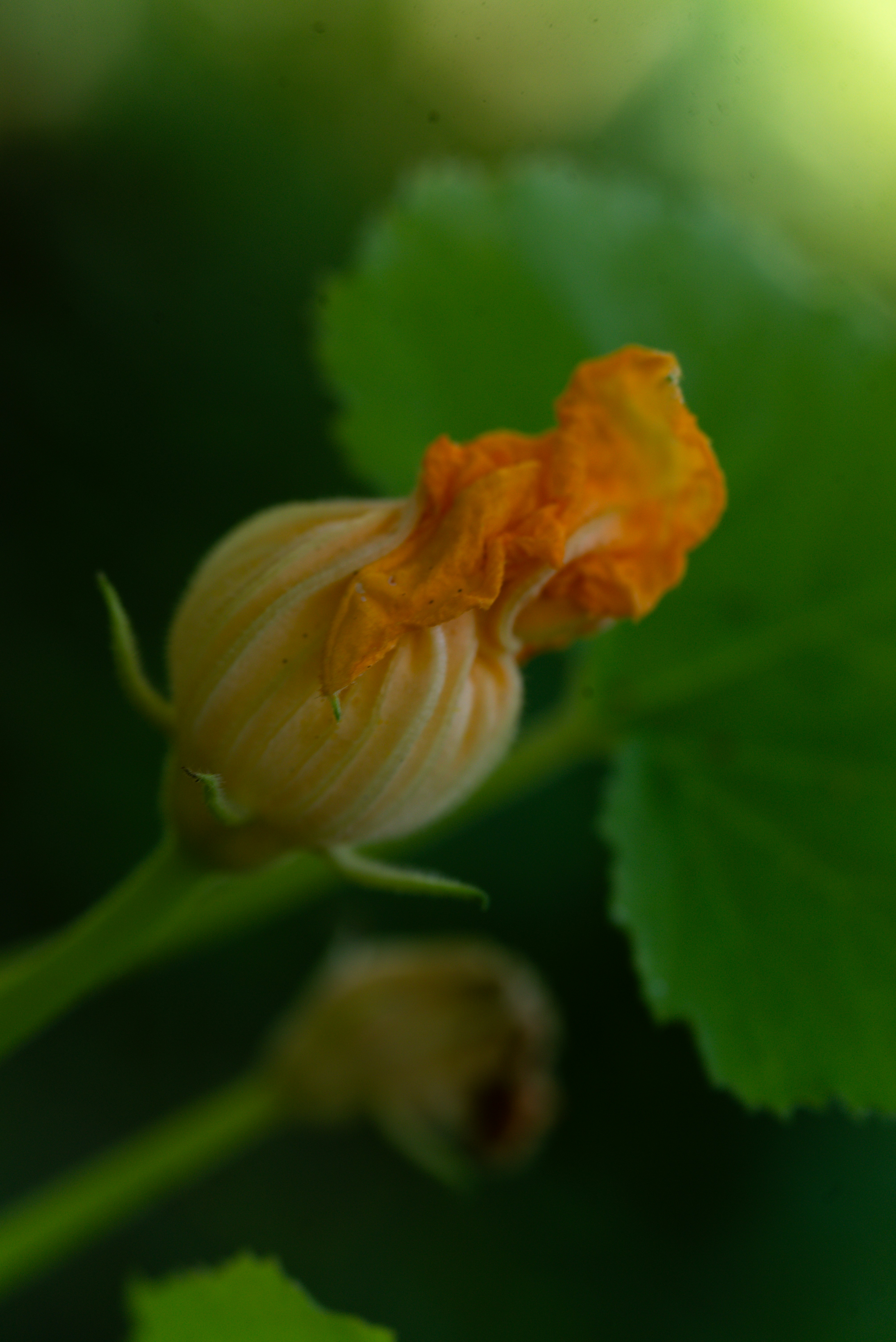 Whispers of a Blossoming Future