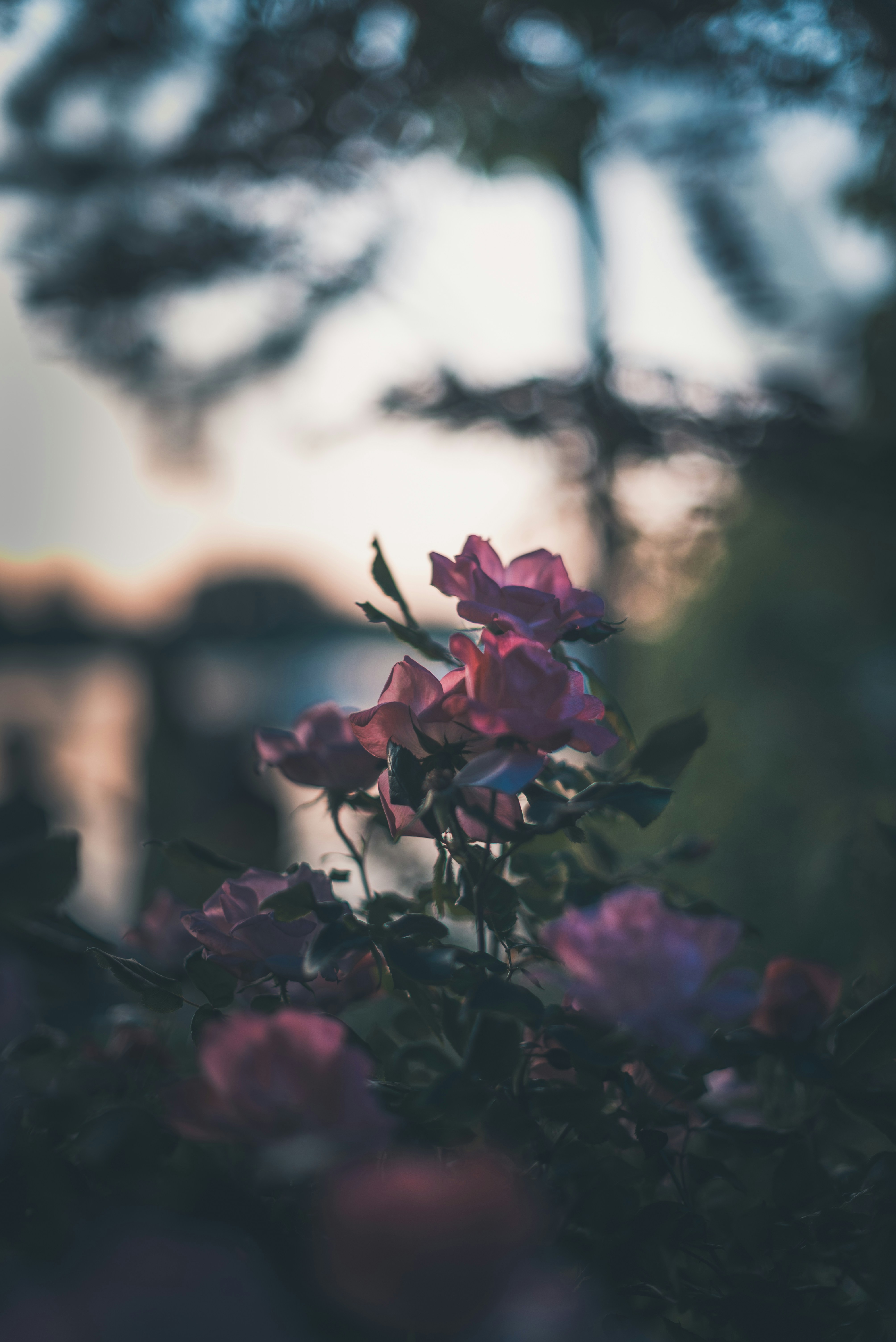Delicate pink roses framed against a softly blurred twilight background, capturing the essence of a serene evening.