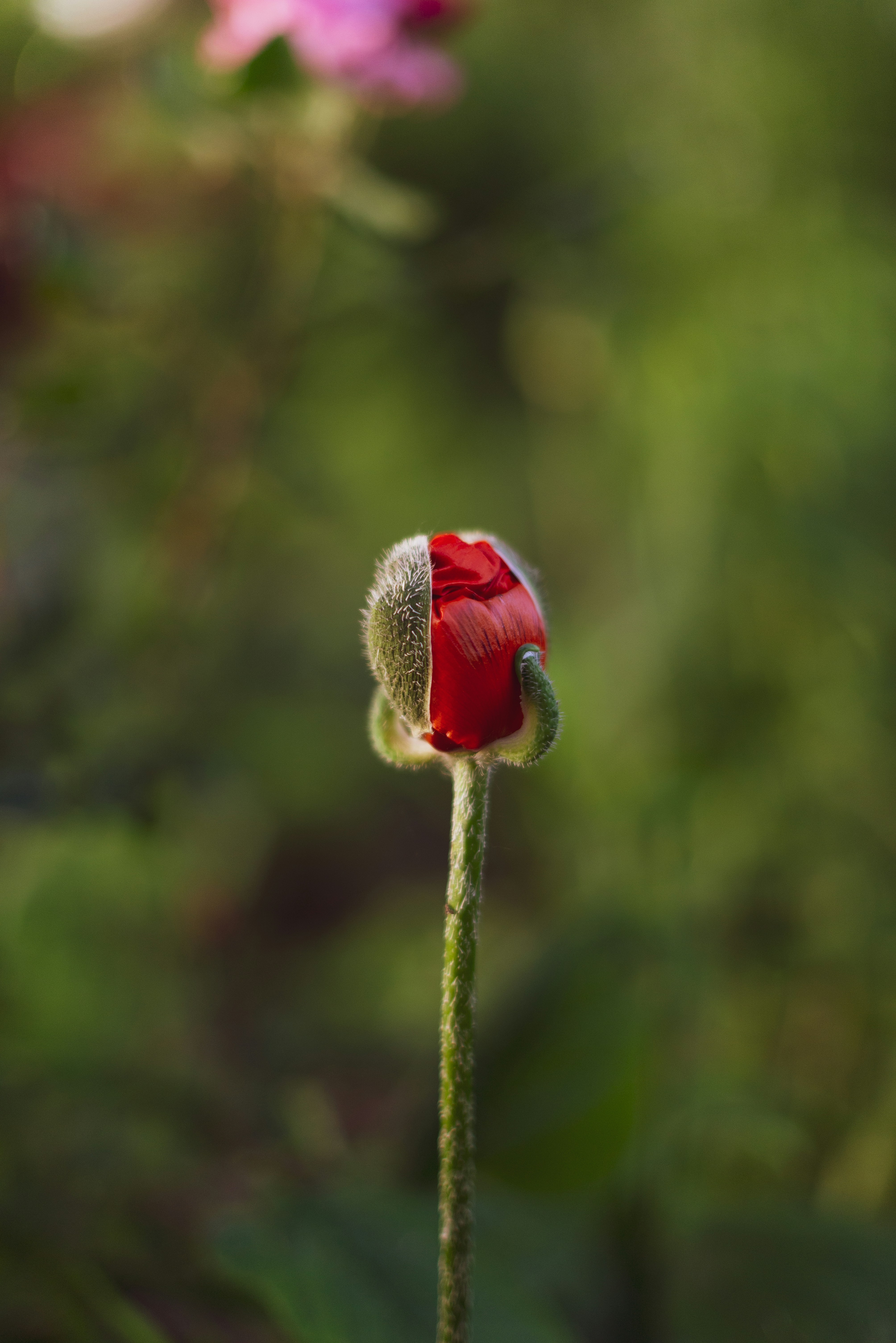 The Unfolding Mystery of Nature's Palette