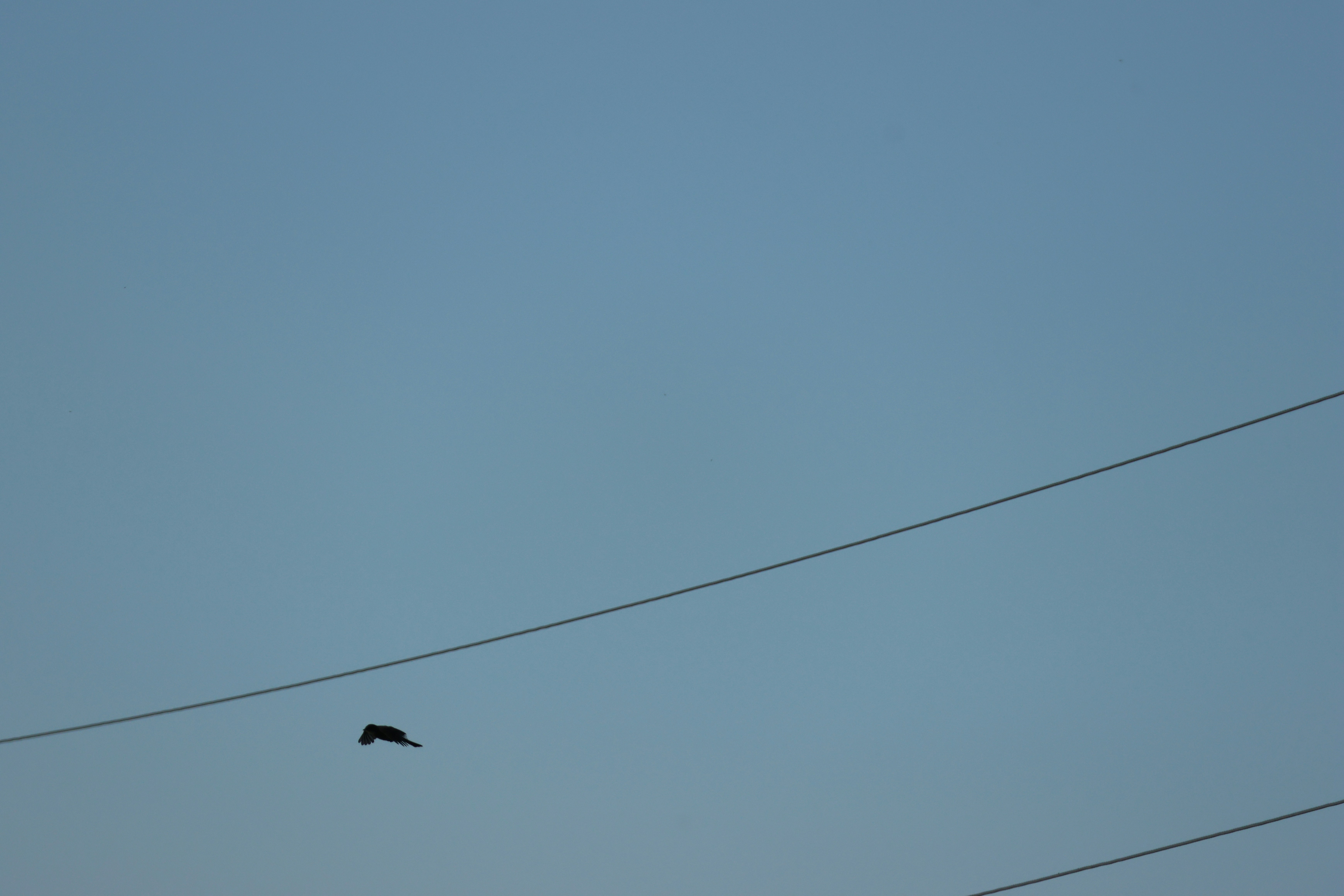 Bird is flying near power lines in a blue sky.