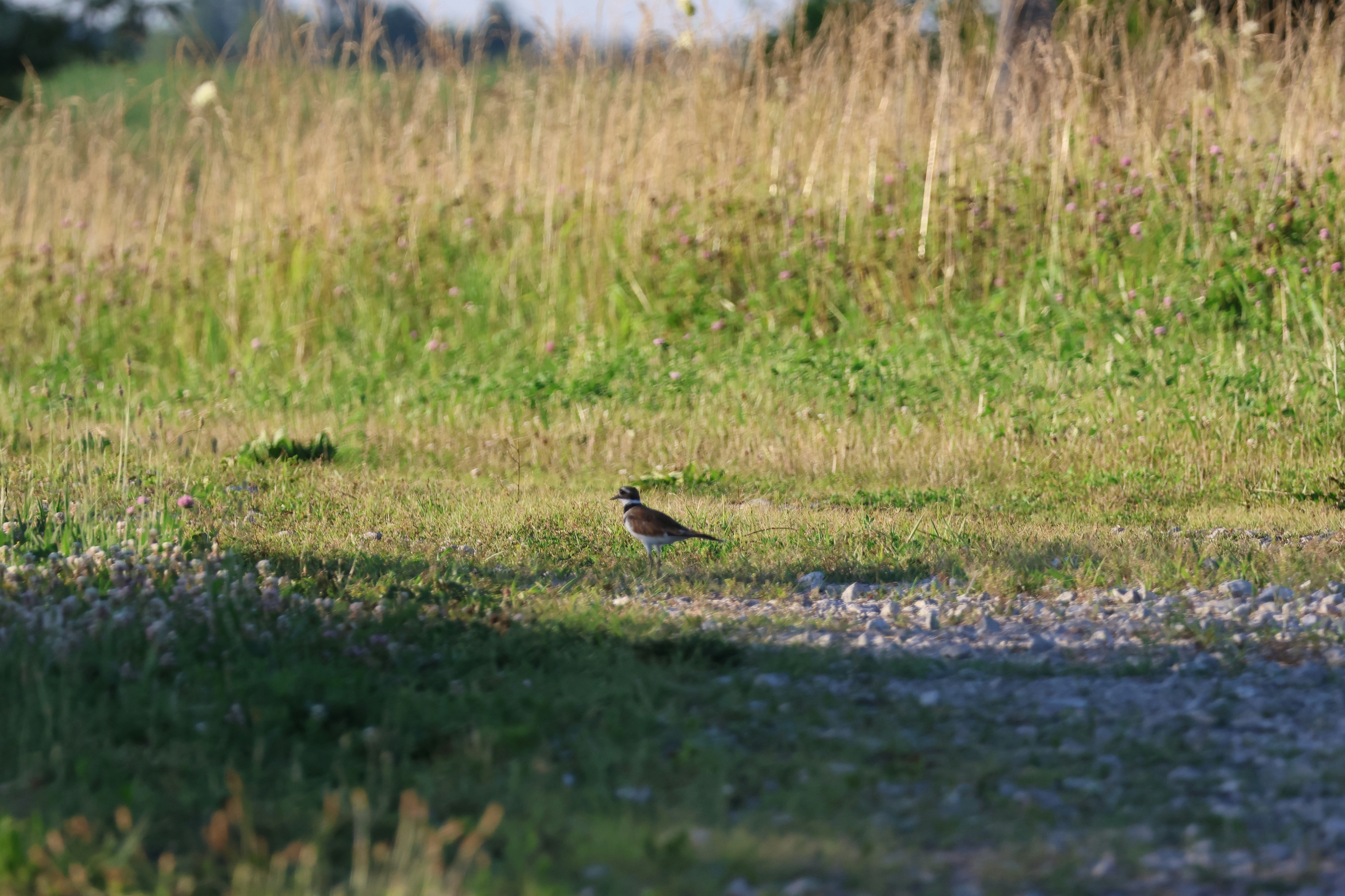 A bird stands on a grassy field.