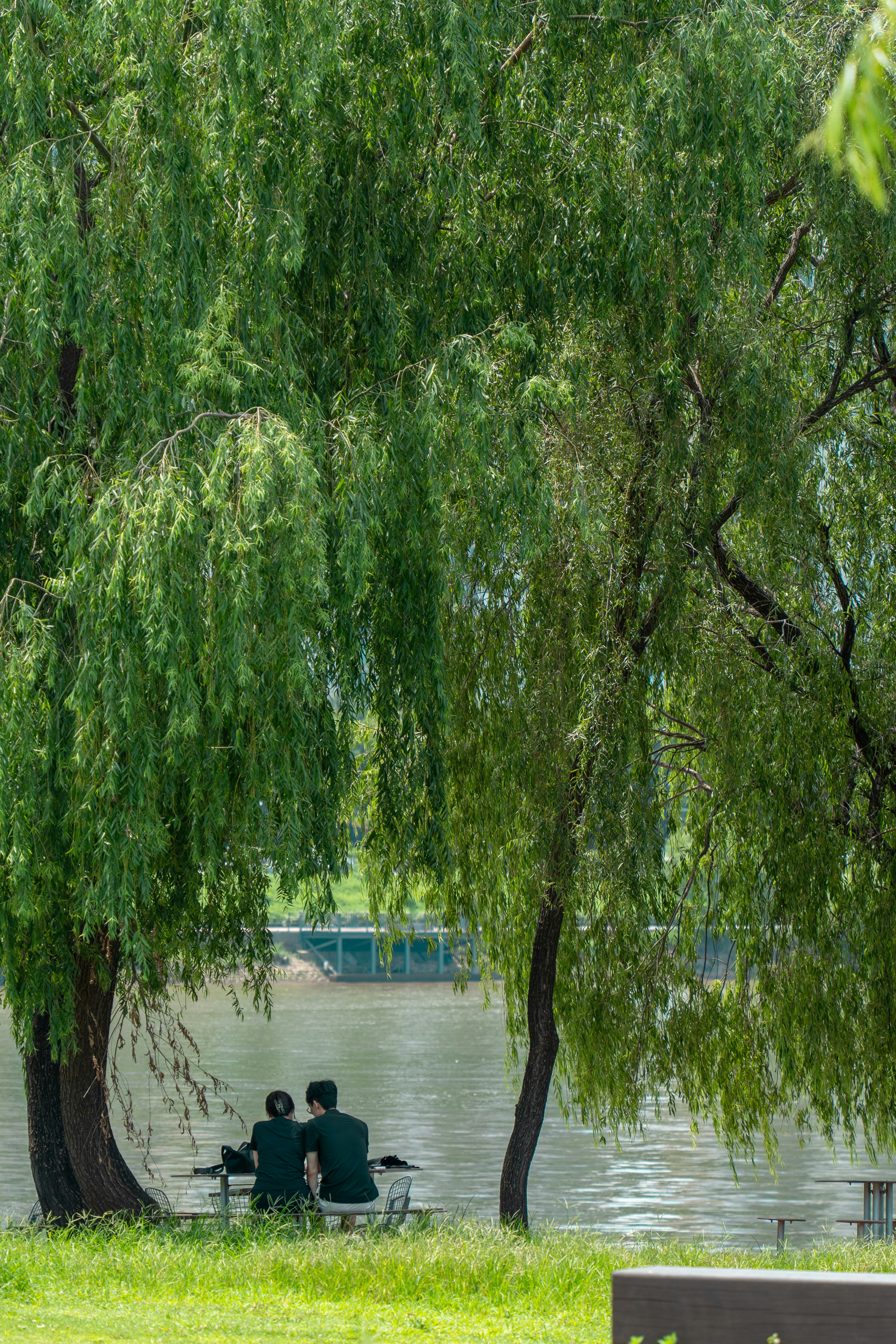Couple seated on a bench beneath lush willow trees, gazing at the tranquil river. The scene captures a moment of intimacy and natural beauty.
