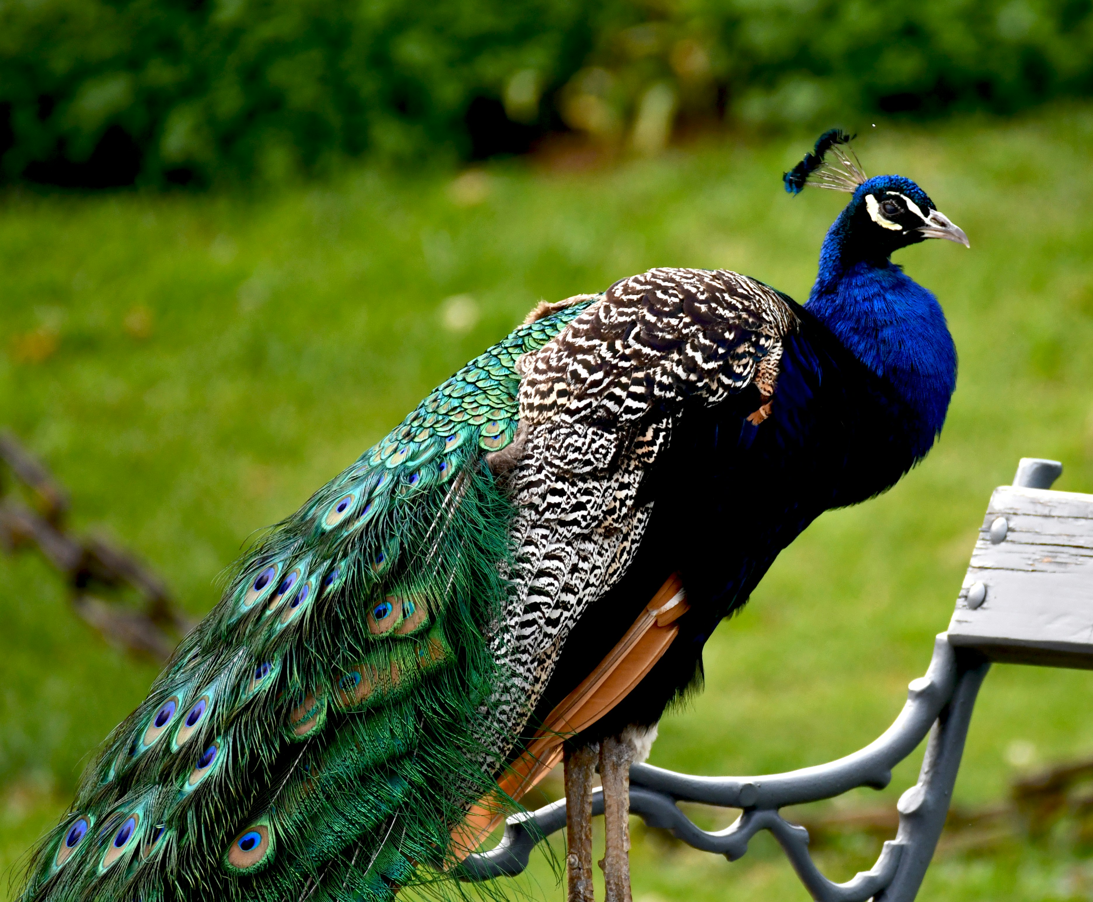 The Regal Display of Nature's Palette