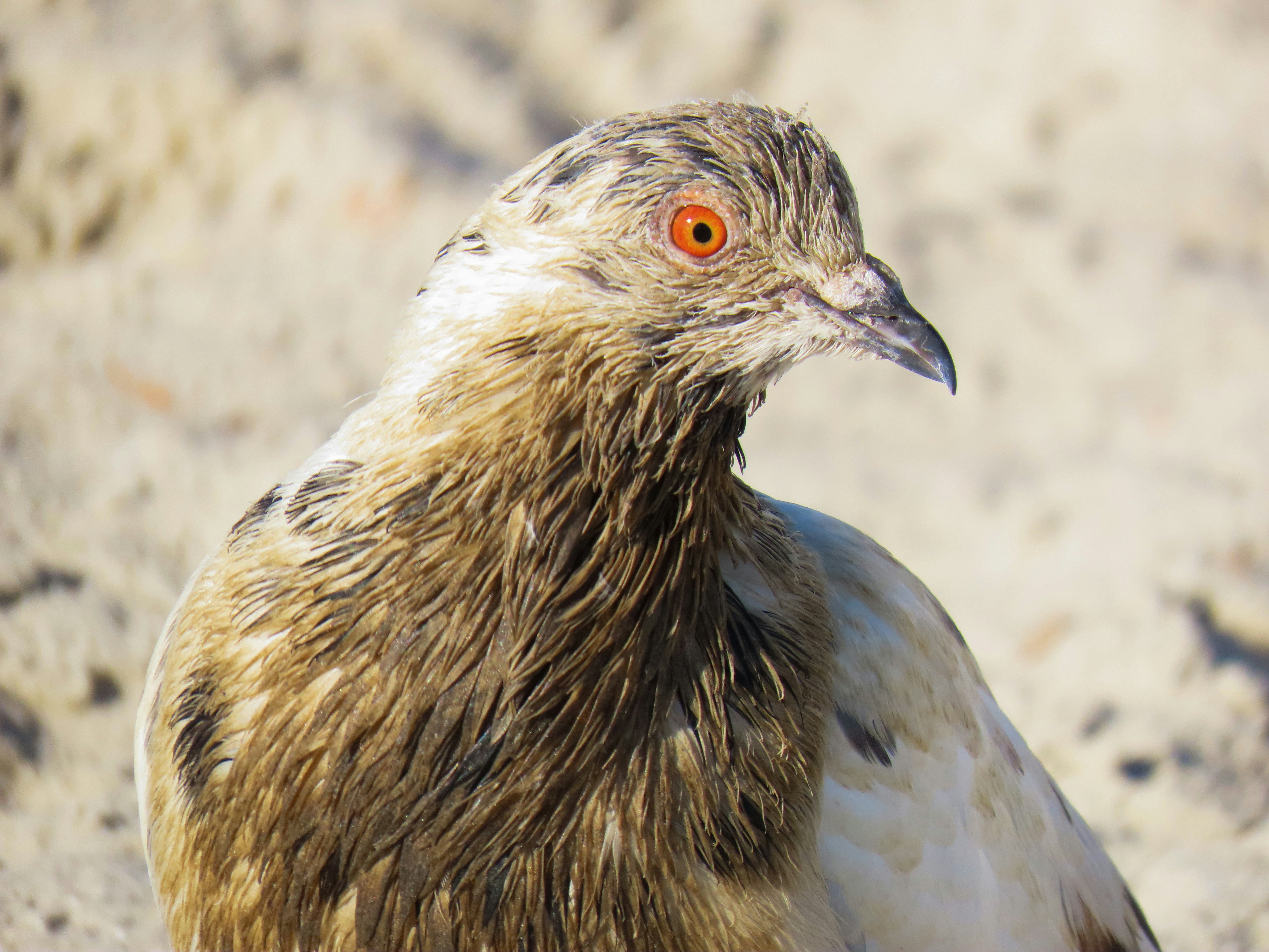 Pombo-doméstico/Rock Pigeon (Columba livia) | A close-up shot of a dirty, mottled pigeon.