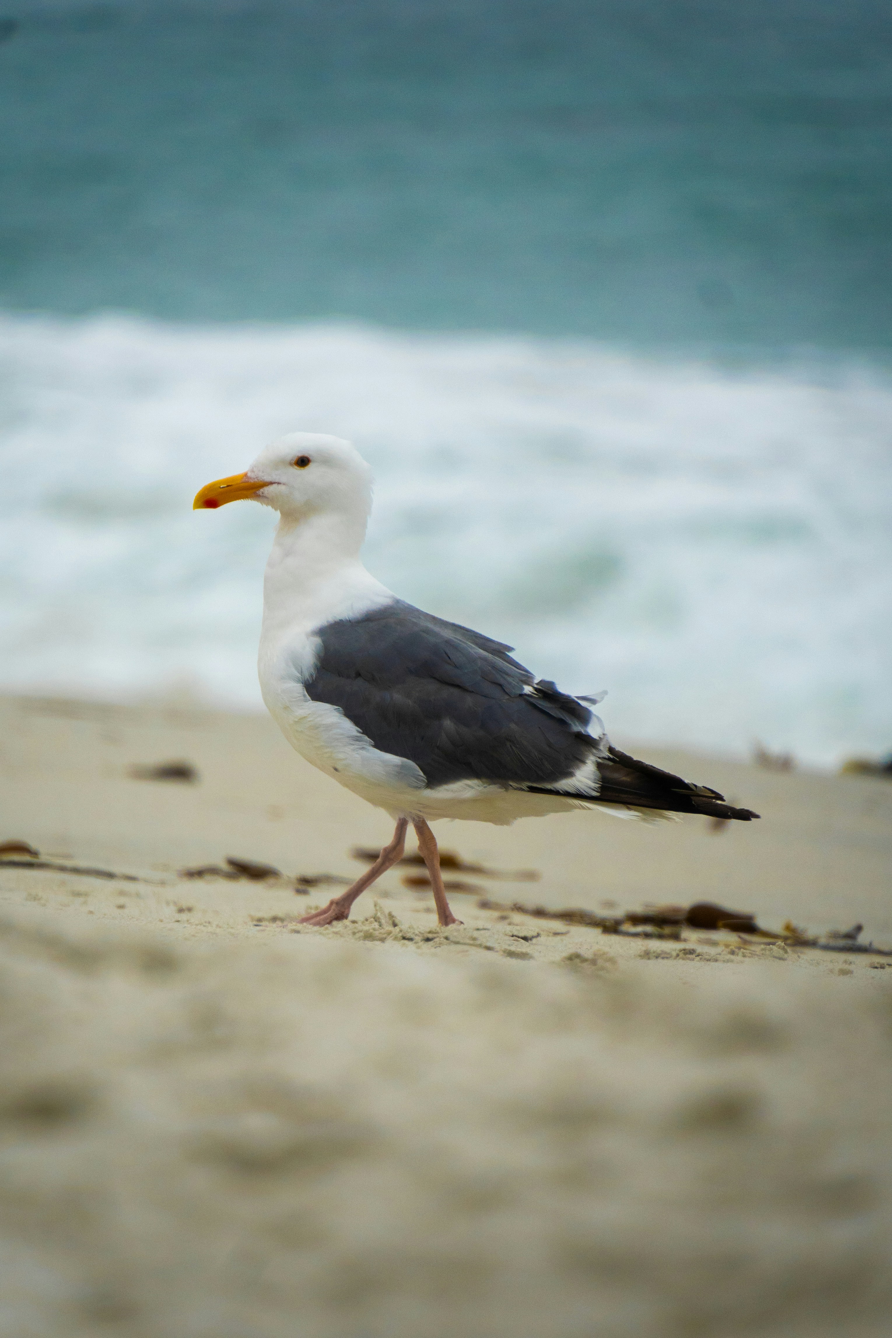 A seagull strolls along a sandy beach.