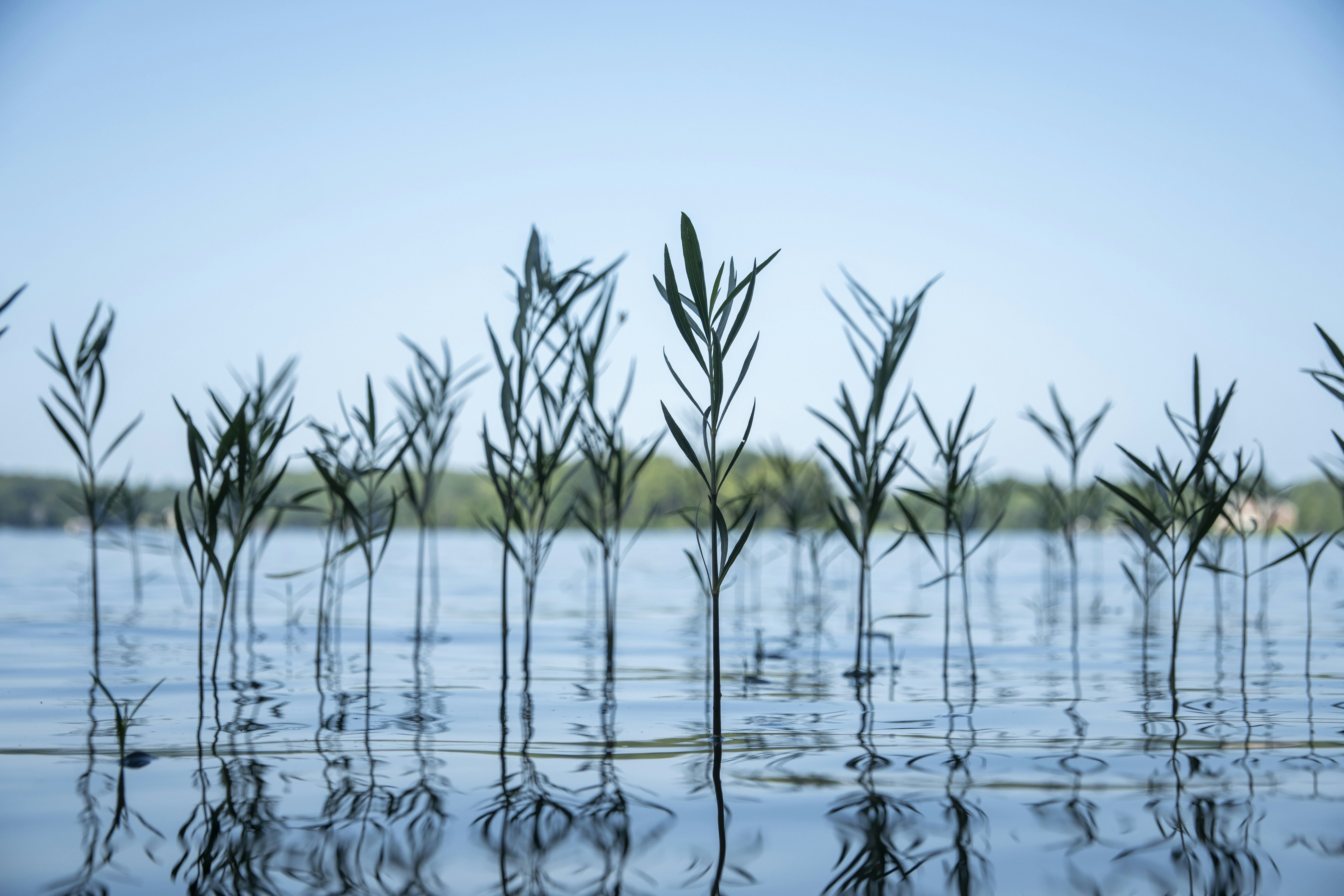 Vertical Reeds at a Glassy Lake: Reflections in Quiet Water
