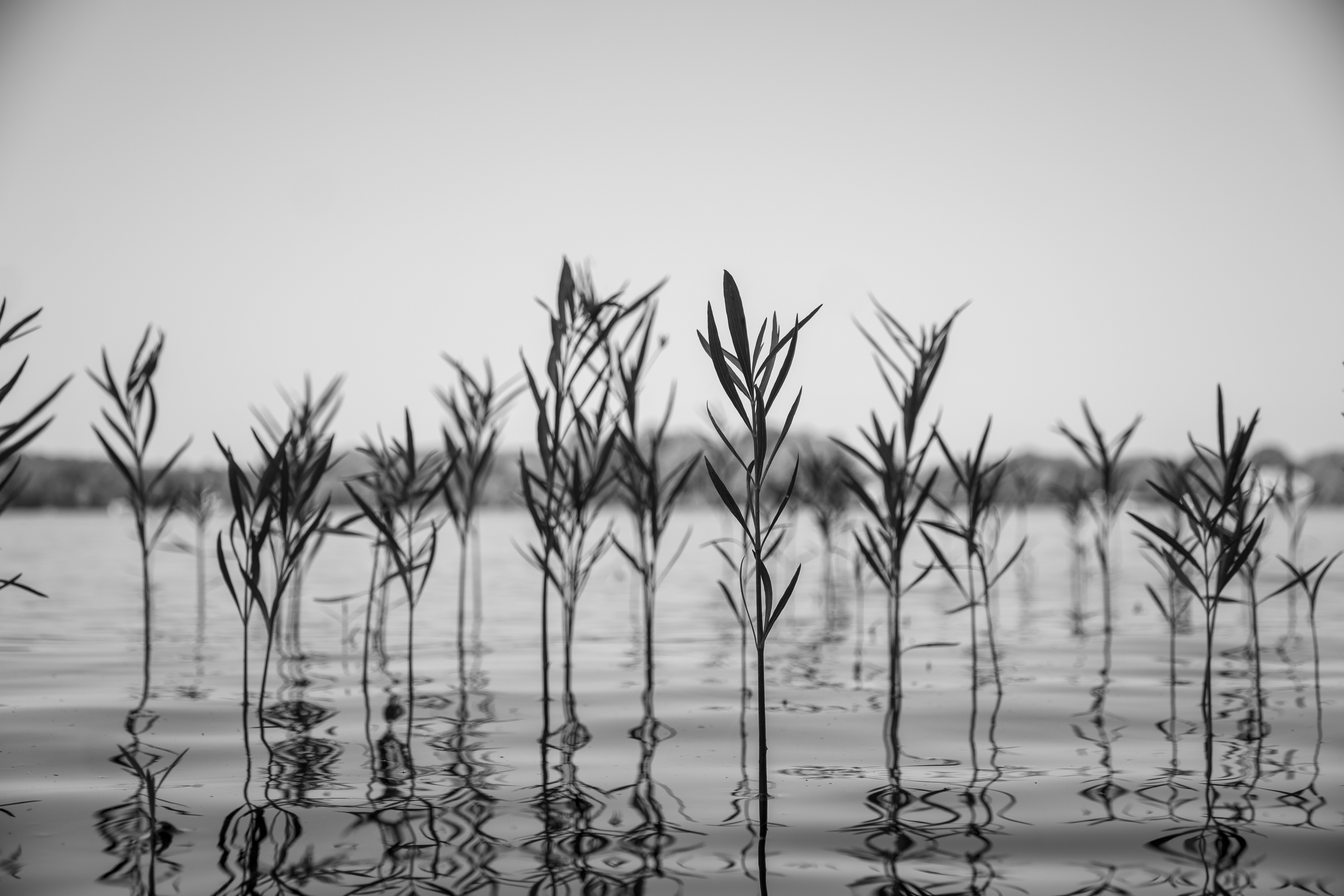 Reeds emerge from tranquil water in grayscale.