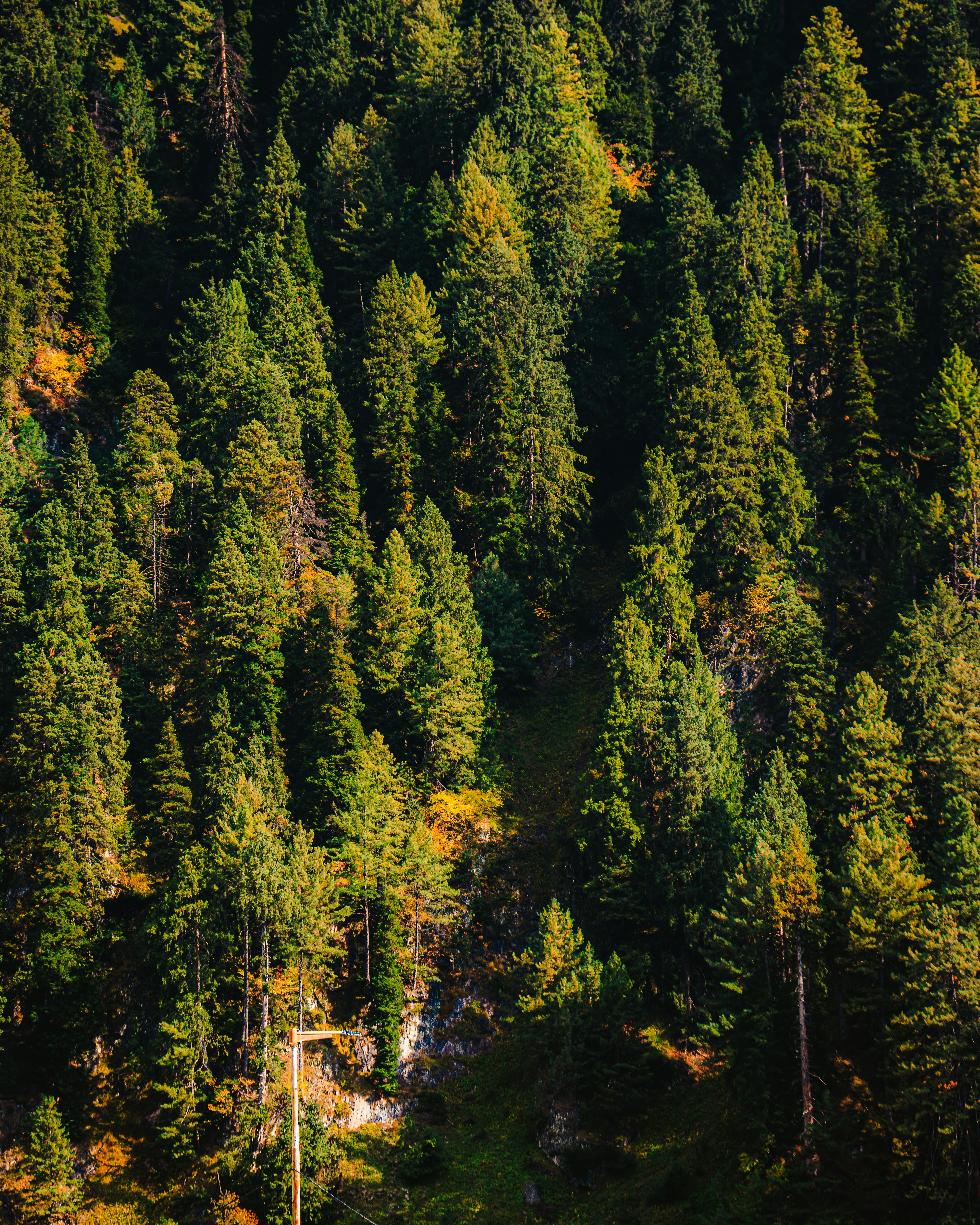 A coniferous forest on a mountain slope | Dense evergreen trees cover the mountain side.