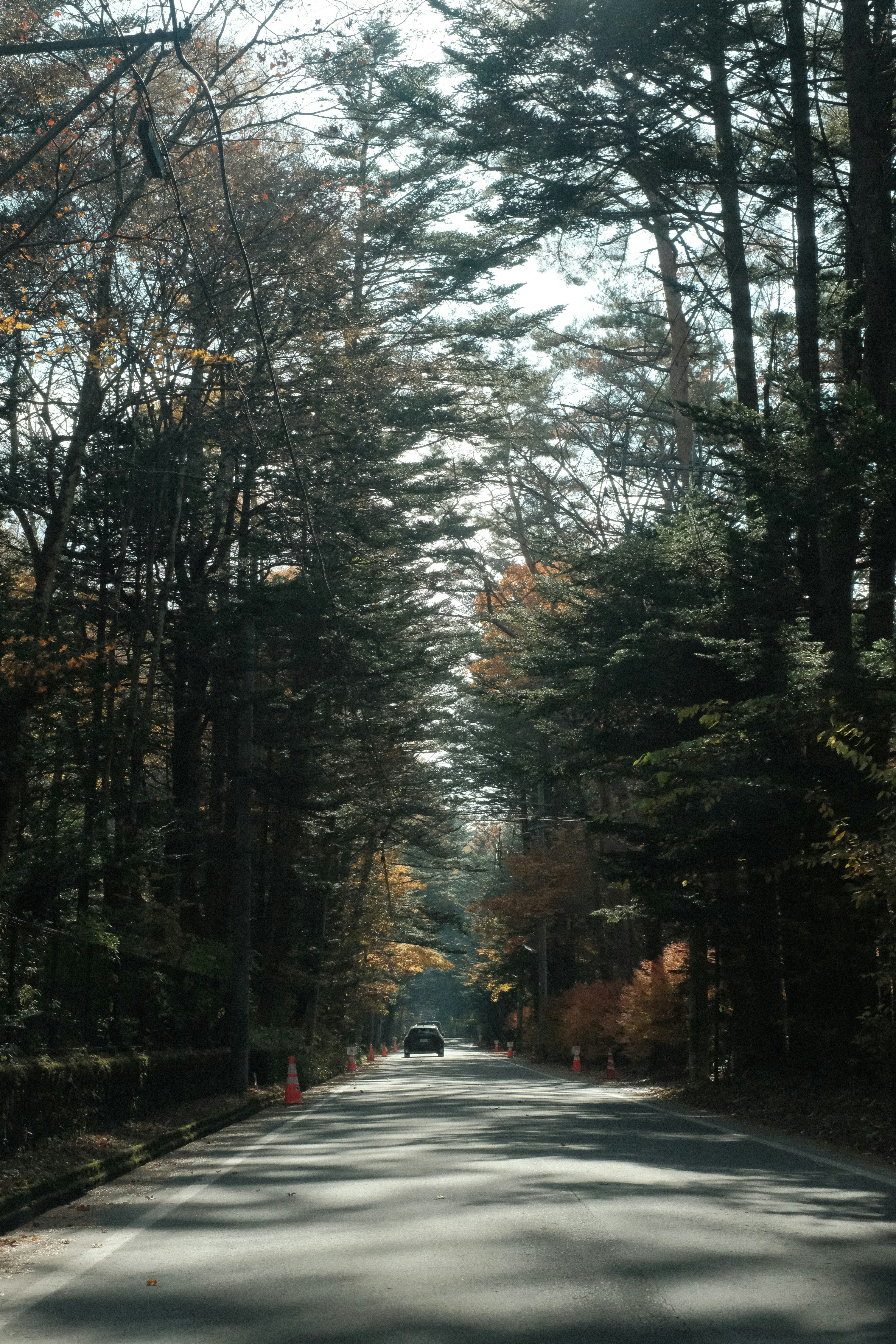 Forest | Road lined with trees leads towards sunlight.