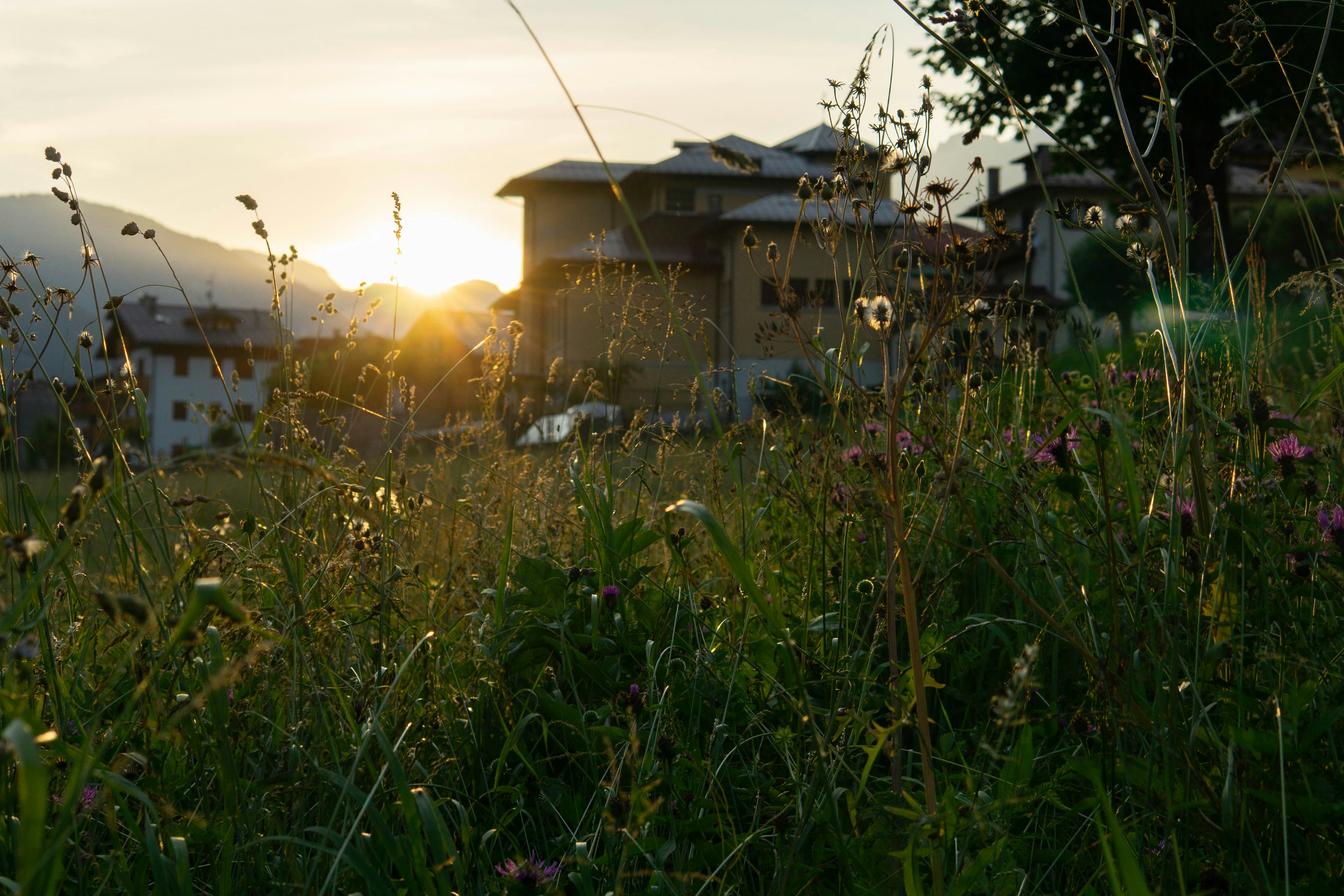 Sunlit Verge: Wildflowers at the Suburban Dusk