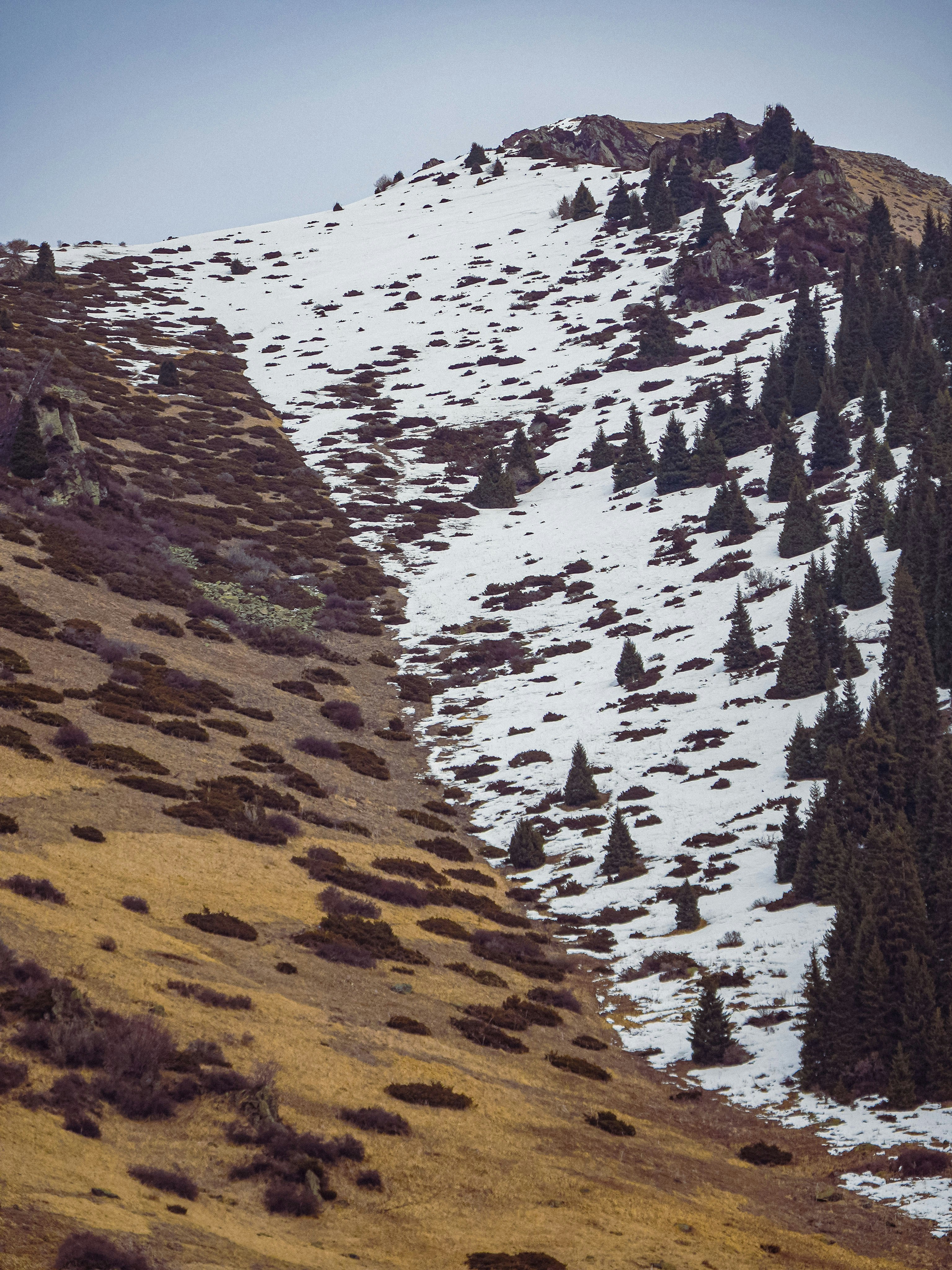 Mountain slope with snow and trees.