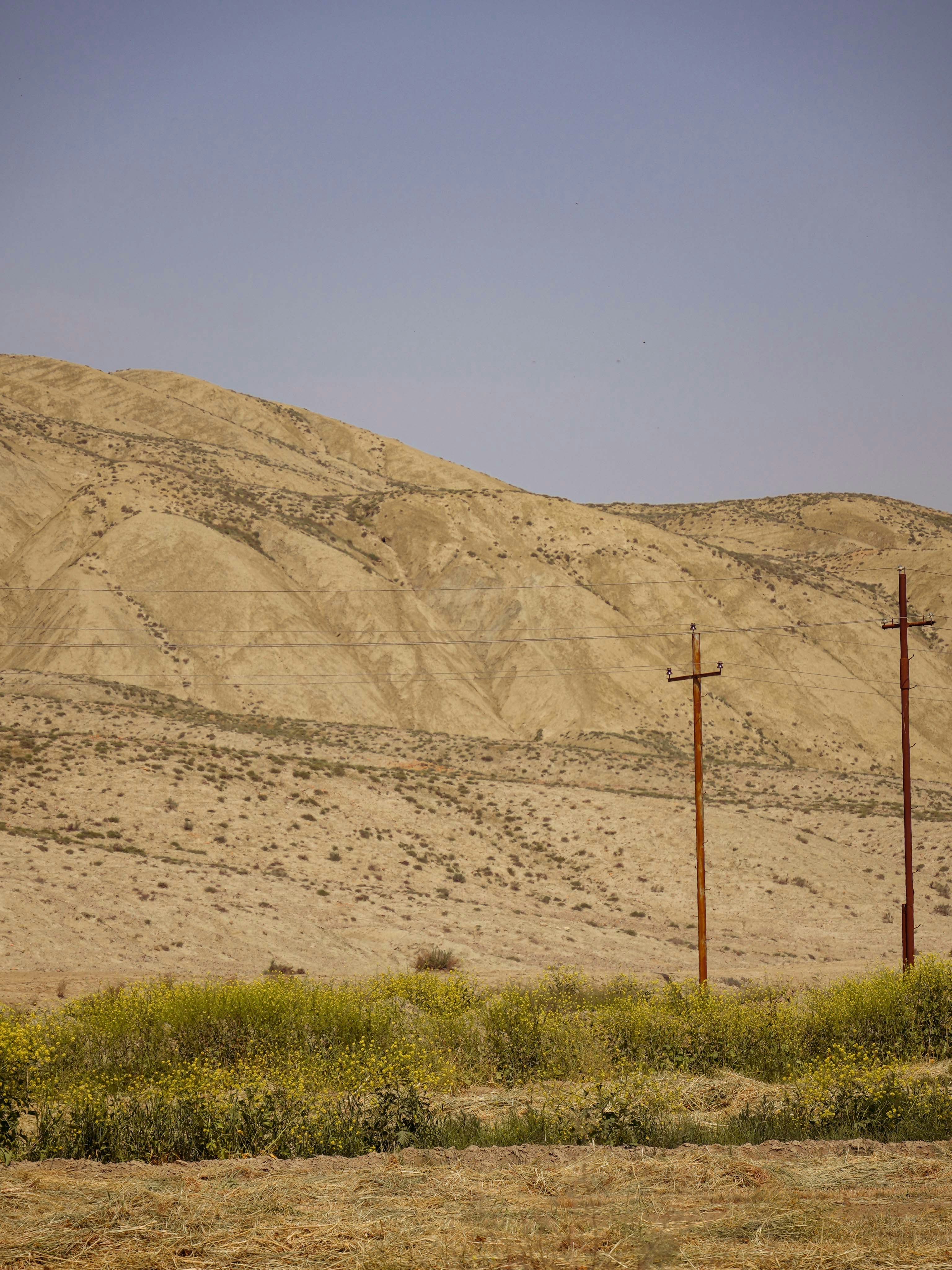 Desert landscape with power poles and wildflowers in foreground.