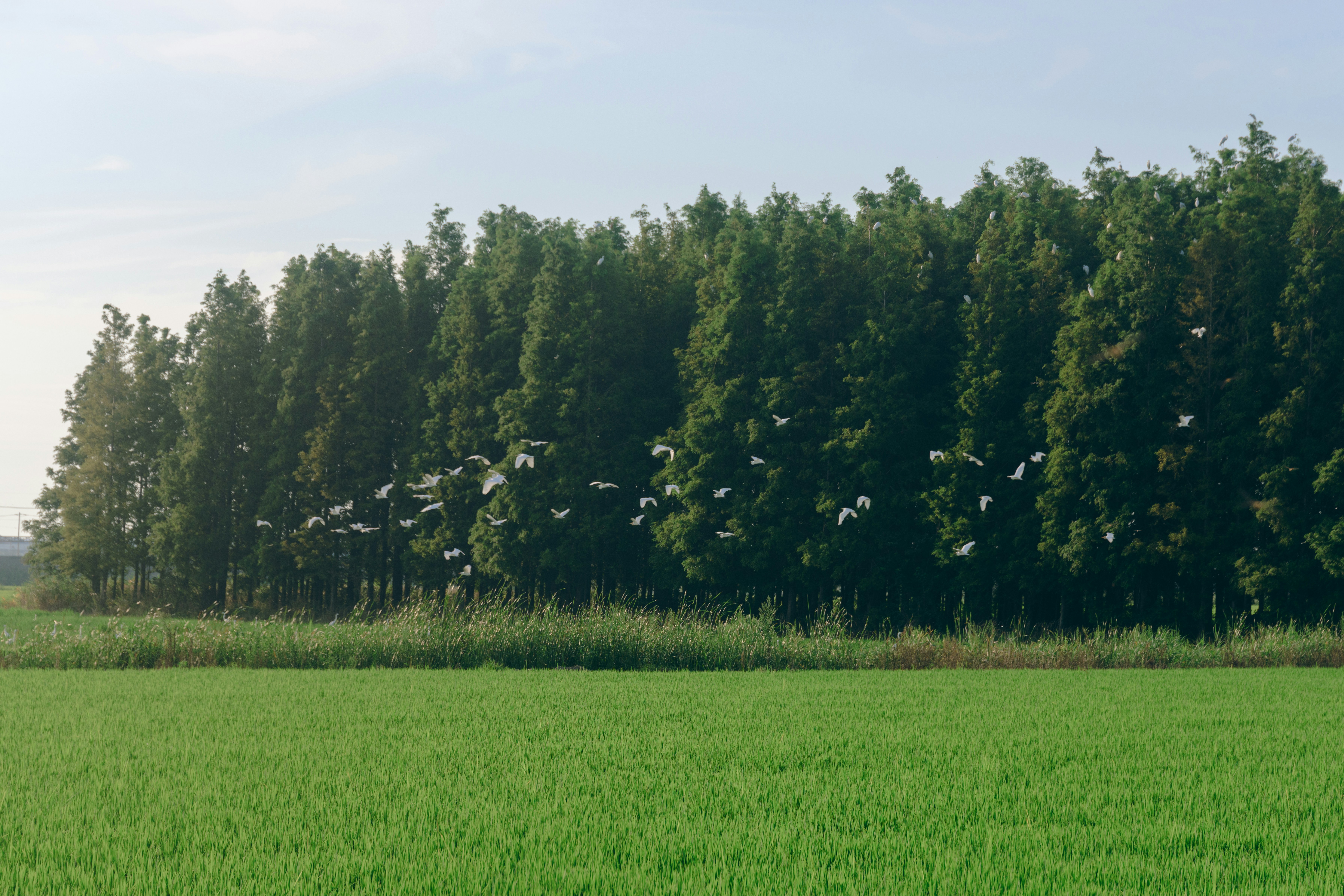 Birds fly over a green field and a tree line.
