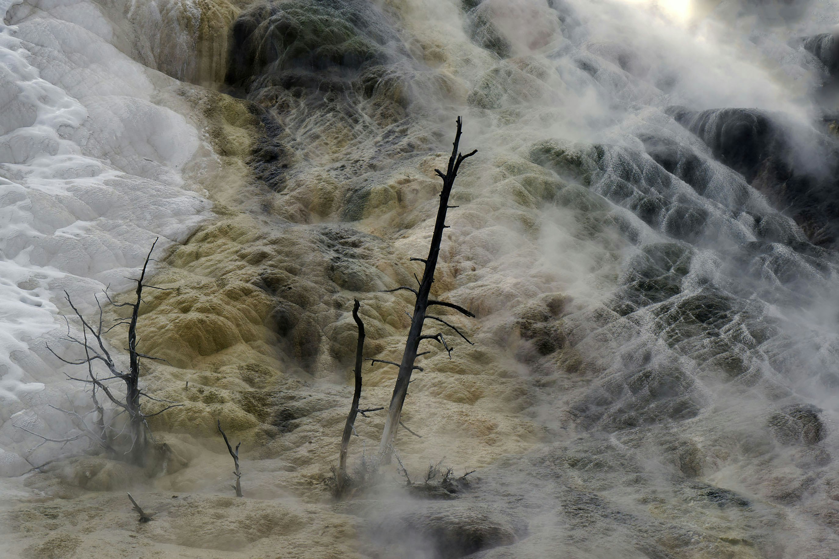 Steam rises from vibrant mineral deposits surrounding skeletal trees in a geothermal landscape. The interplay of colors and textures creates a surreal atmosphere.