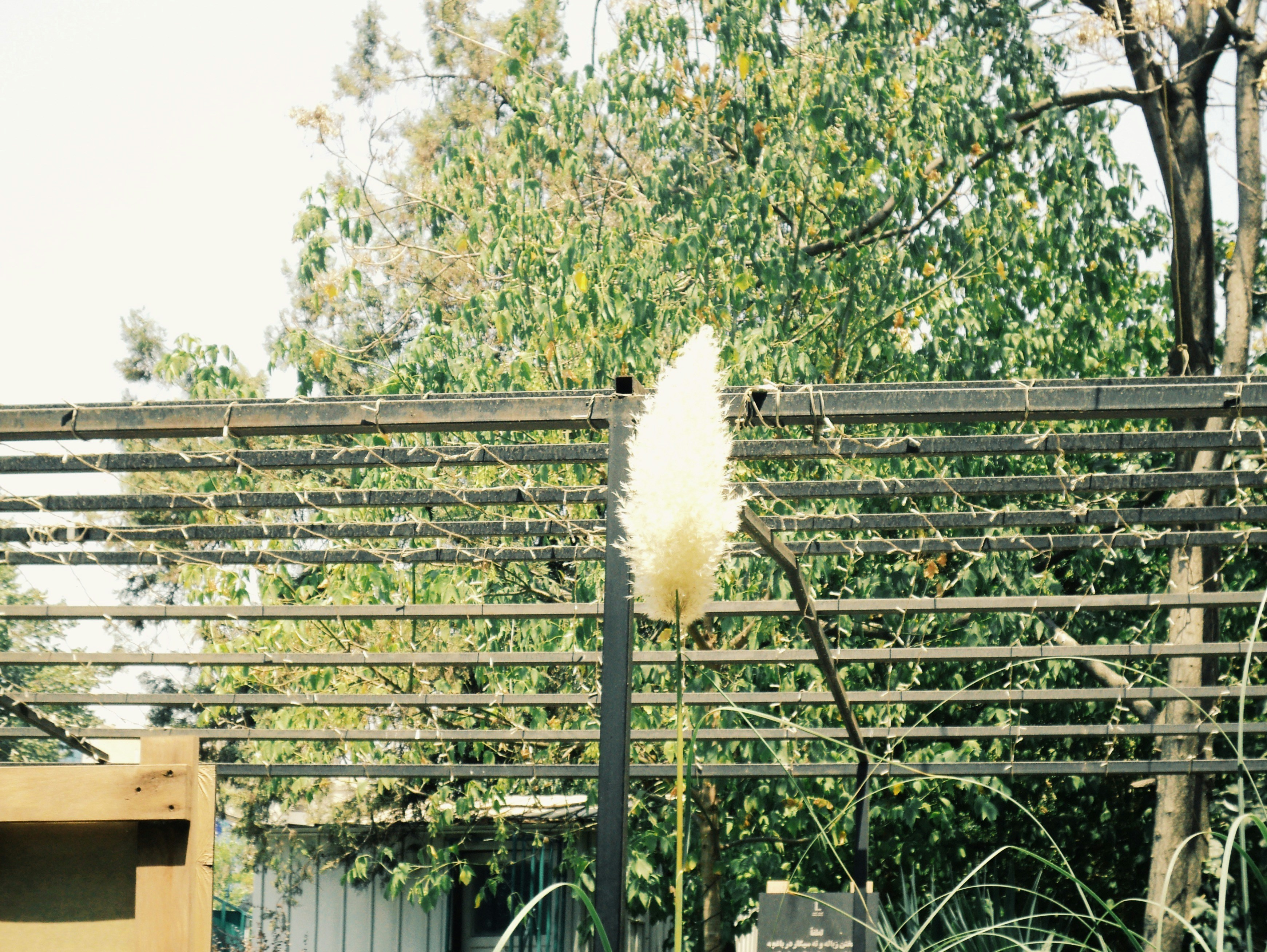 Whispers of Nature: The Elegant Pampas Grass