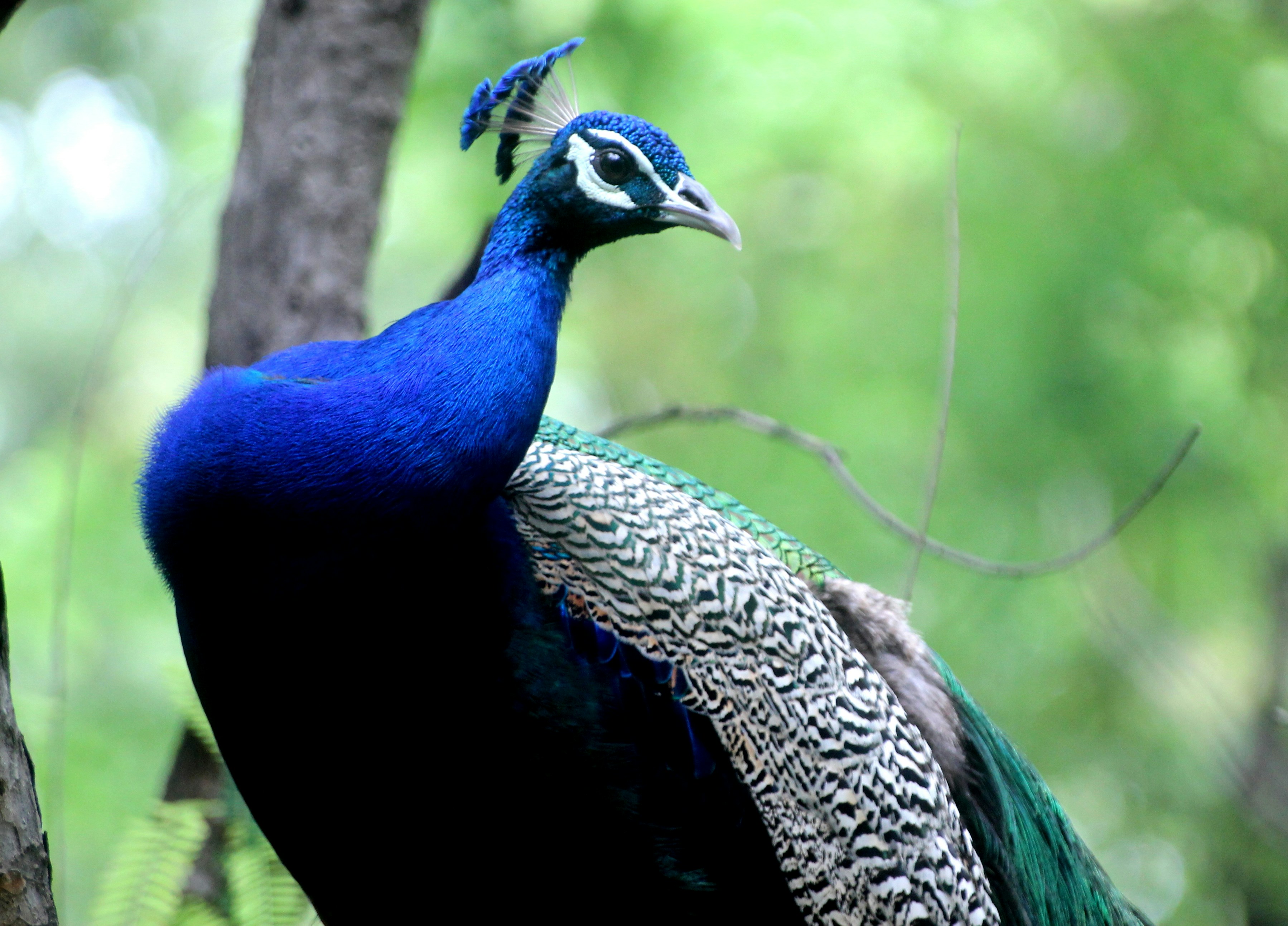 A beautiful peacock looks out from a tree.