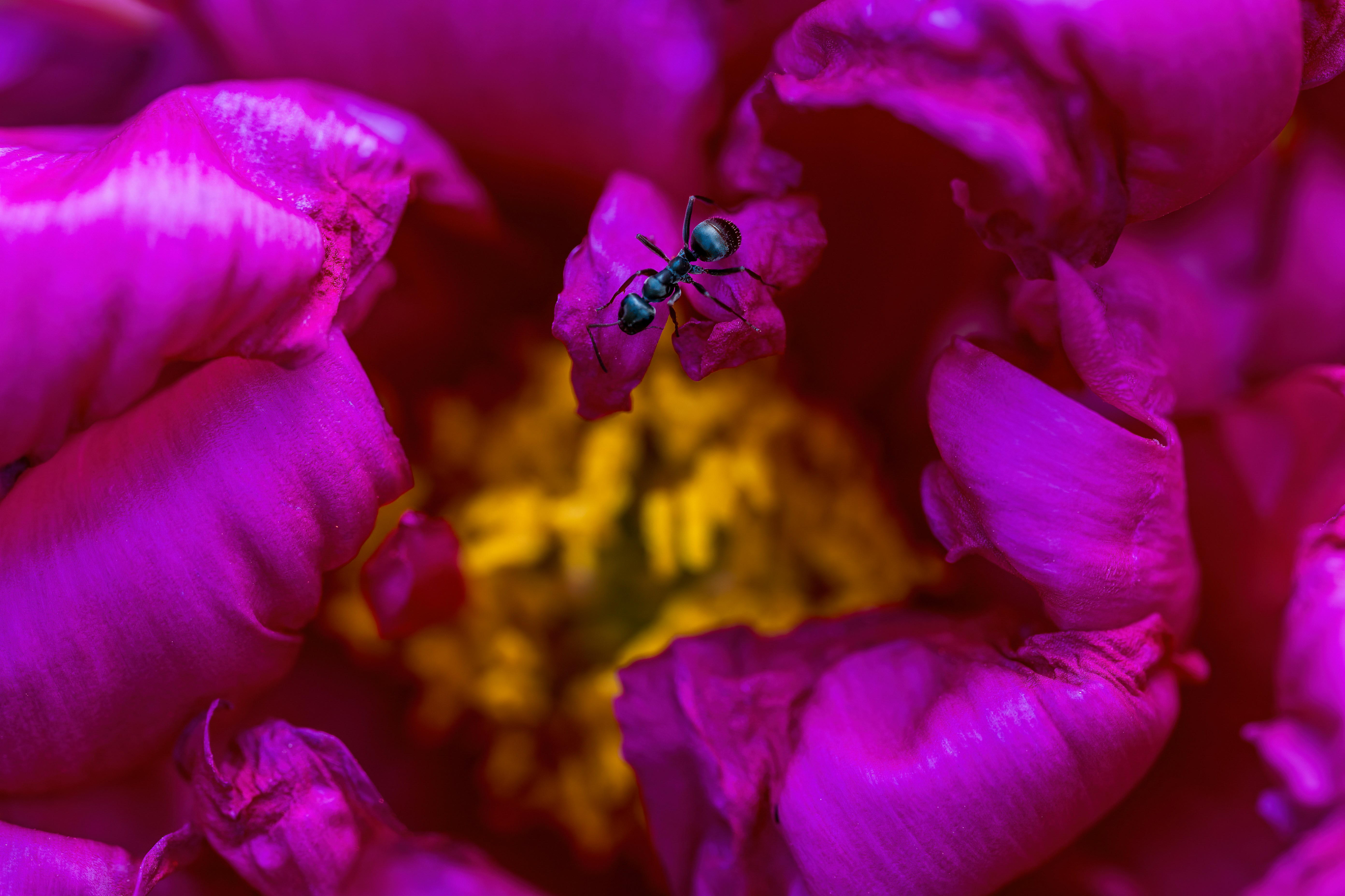 An ant crawls across a pink flower.