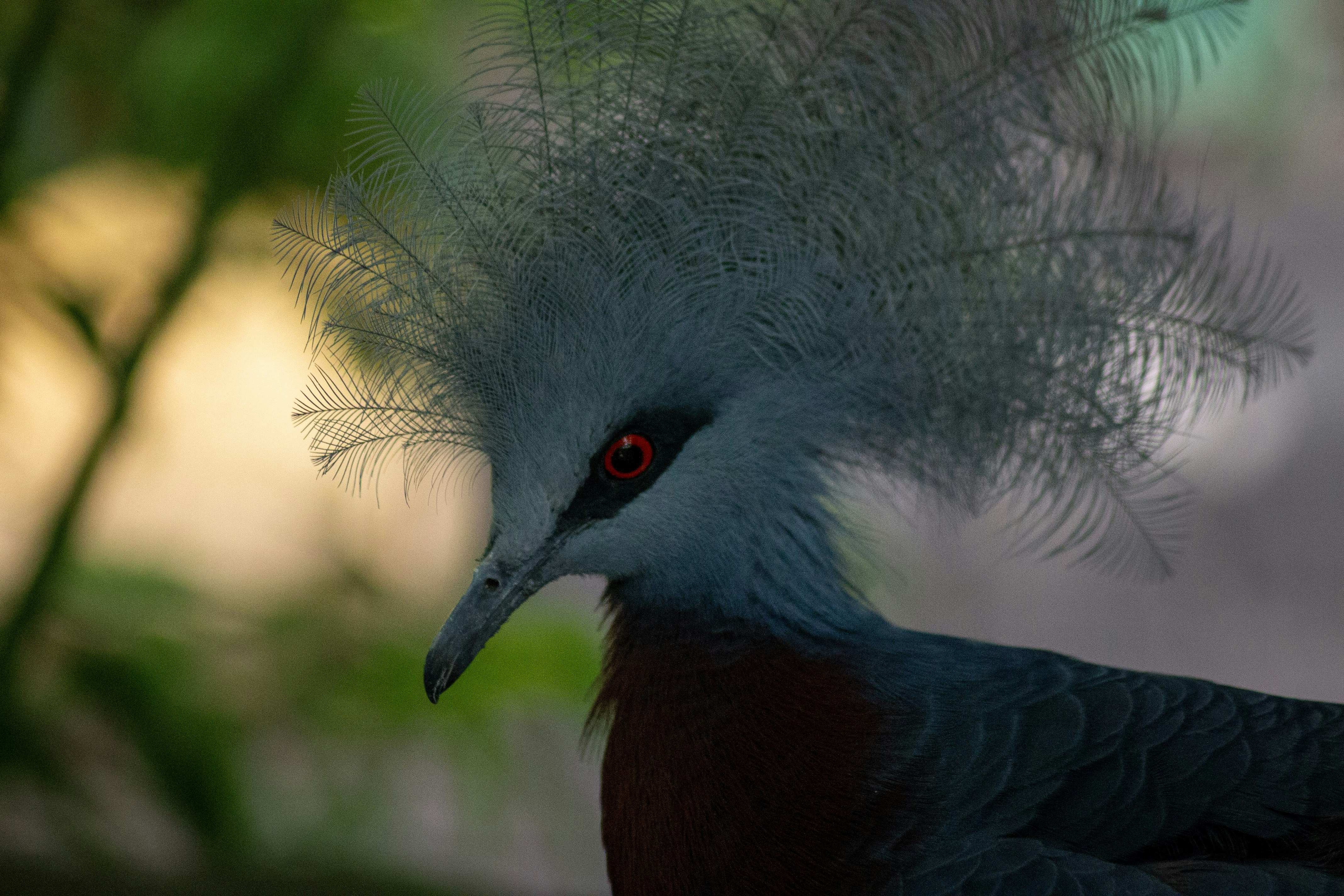 A beautiful bird with a crown.