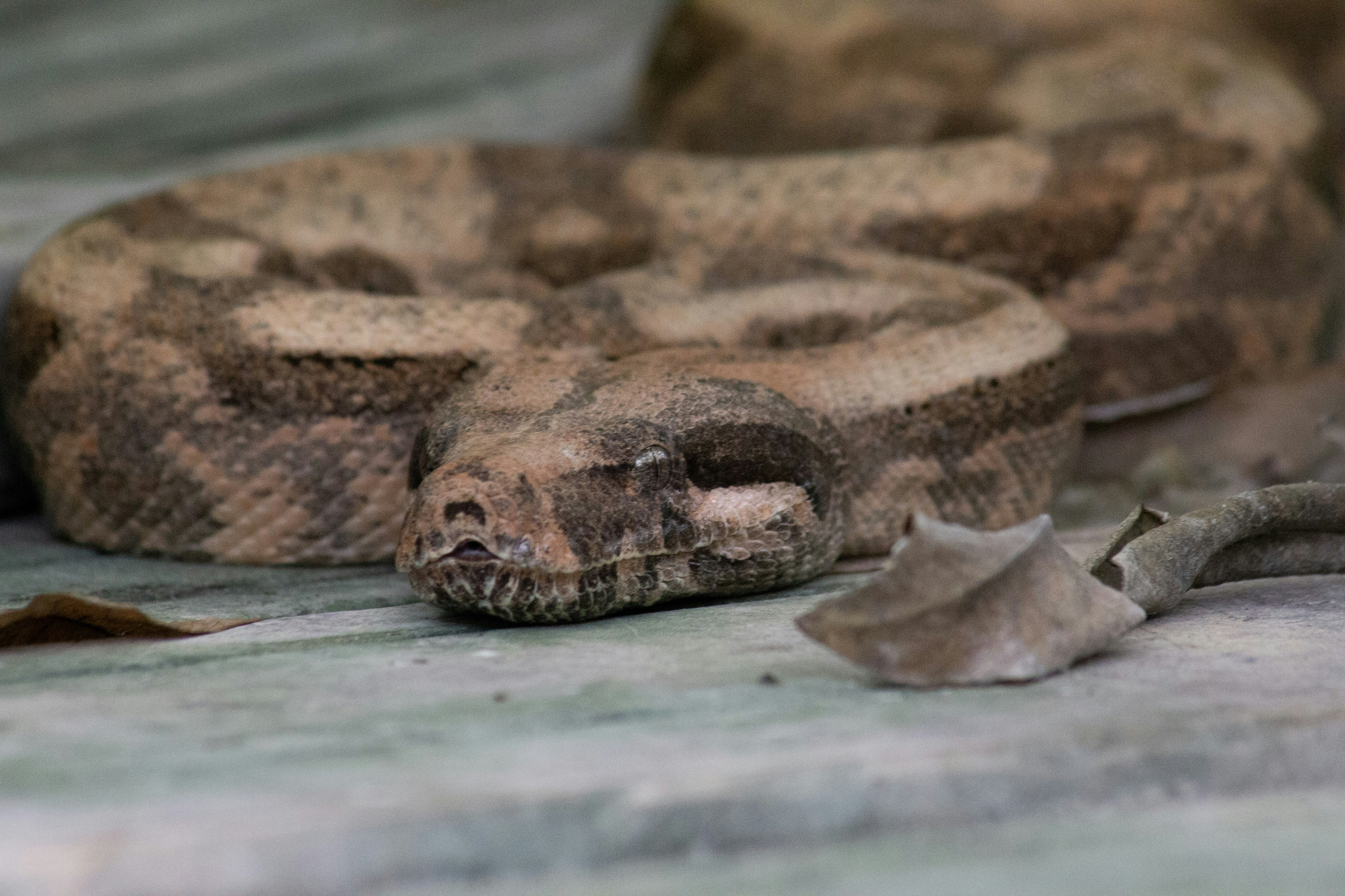 Snake | A camouflaged snake rests on a leaf.