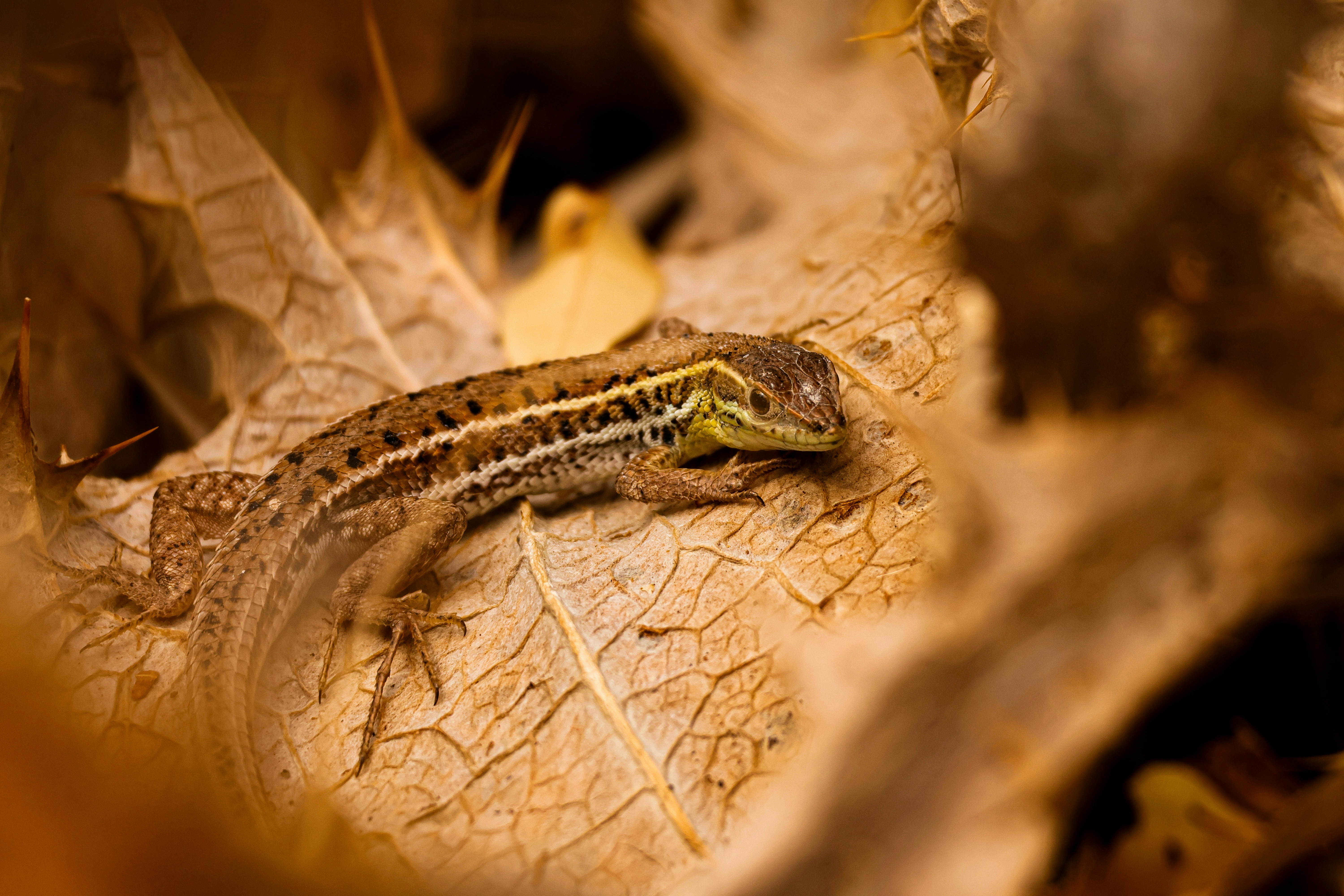 lizard warm yellow orange nature animal | A lizard is resting on a dried leaf.