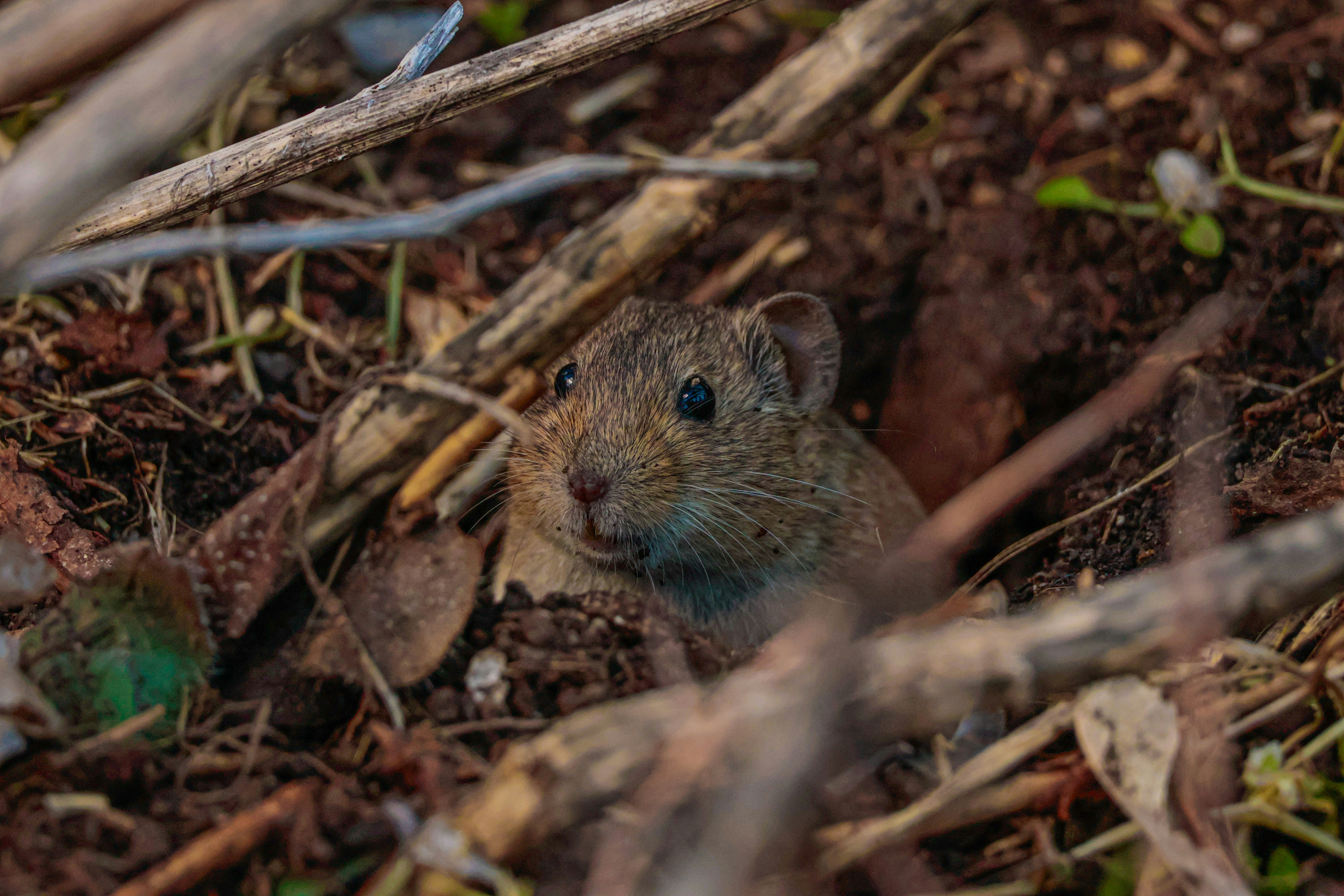 A small rodent peeks out from dirt and debris. photo – Free Mouse Image ...