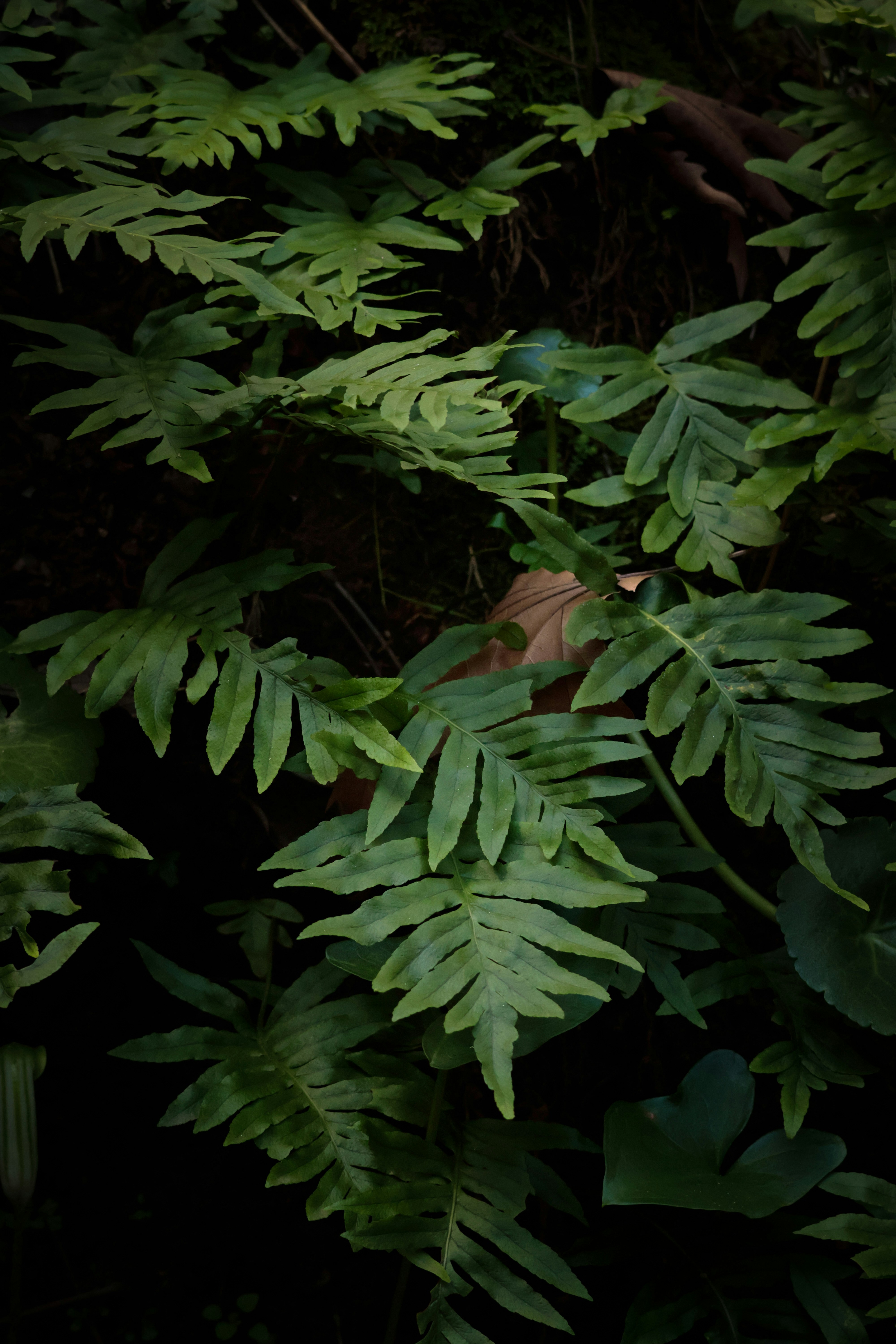 Lush green ferns blanket the forest floor, creating a serene tapestry of nature. The interplay of light and shadow enhances the rich textures of the leaves.