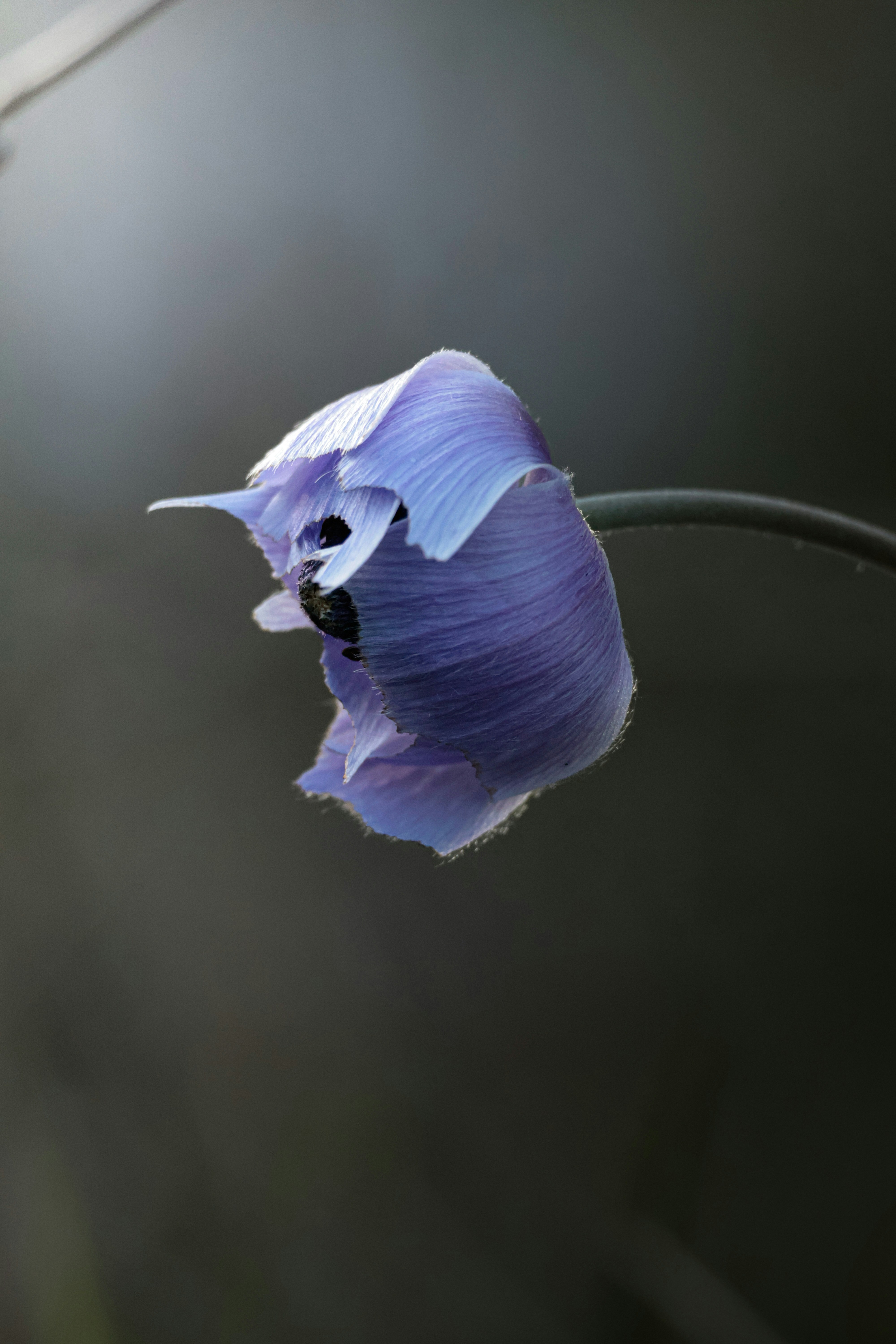 purple flower | A delicate, blue flower on a dark background.