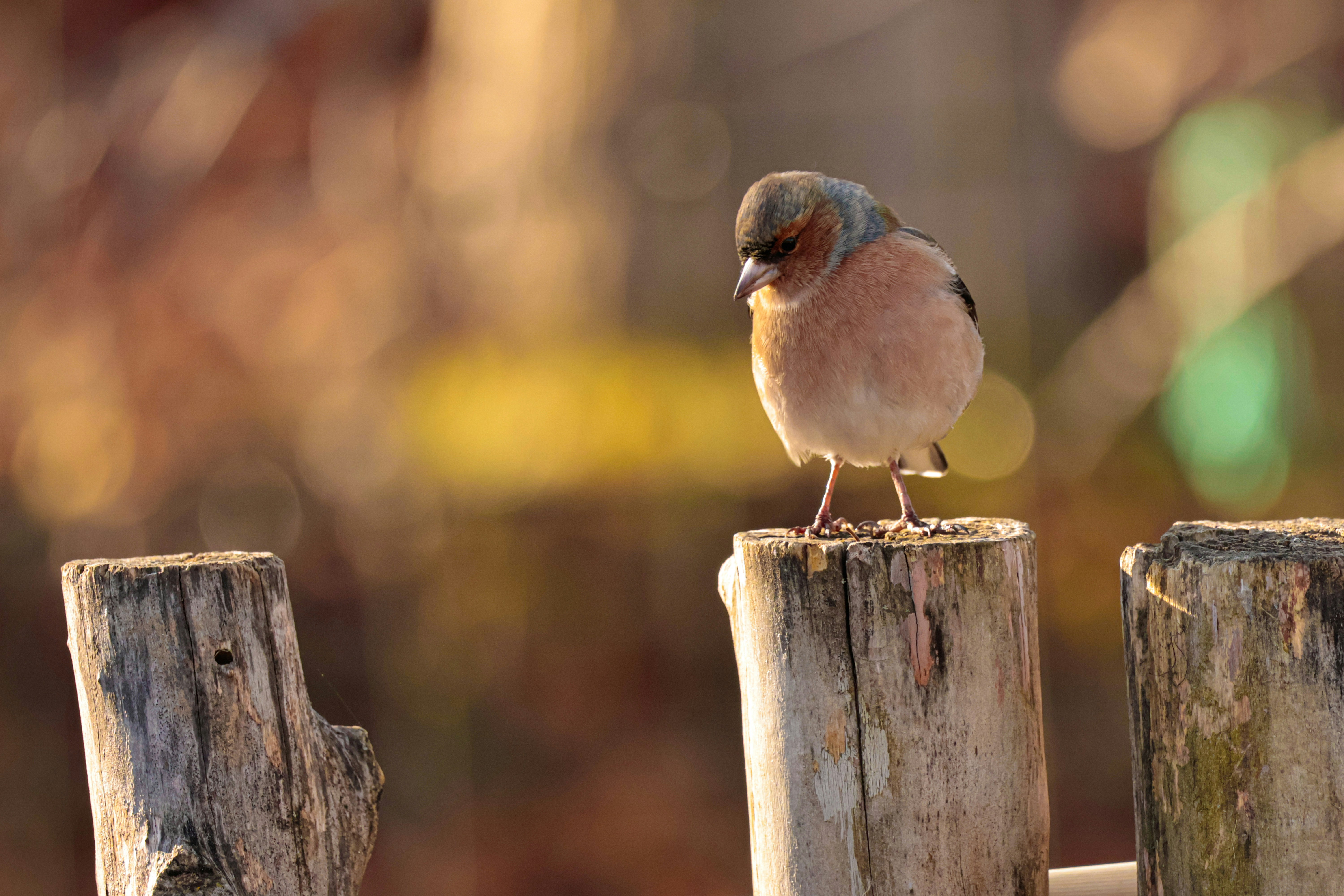 Perched in Quiet Contemplation