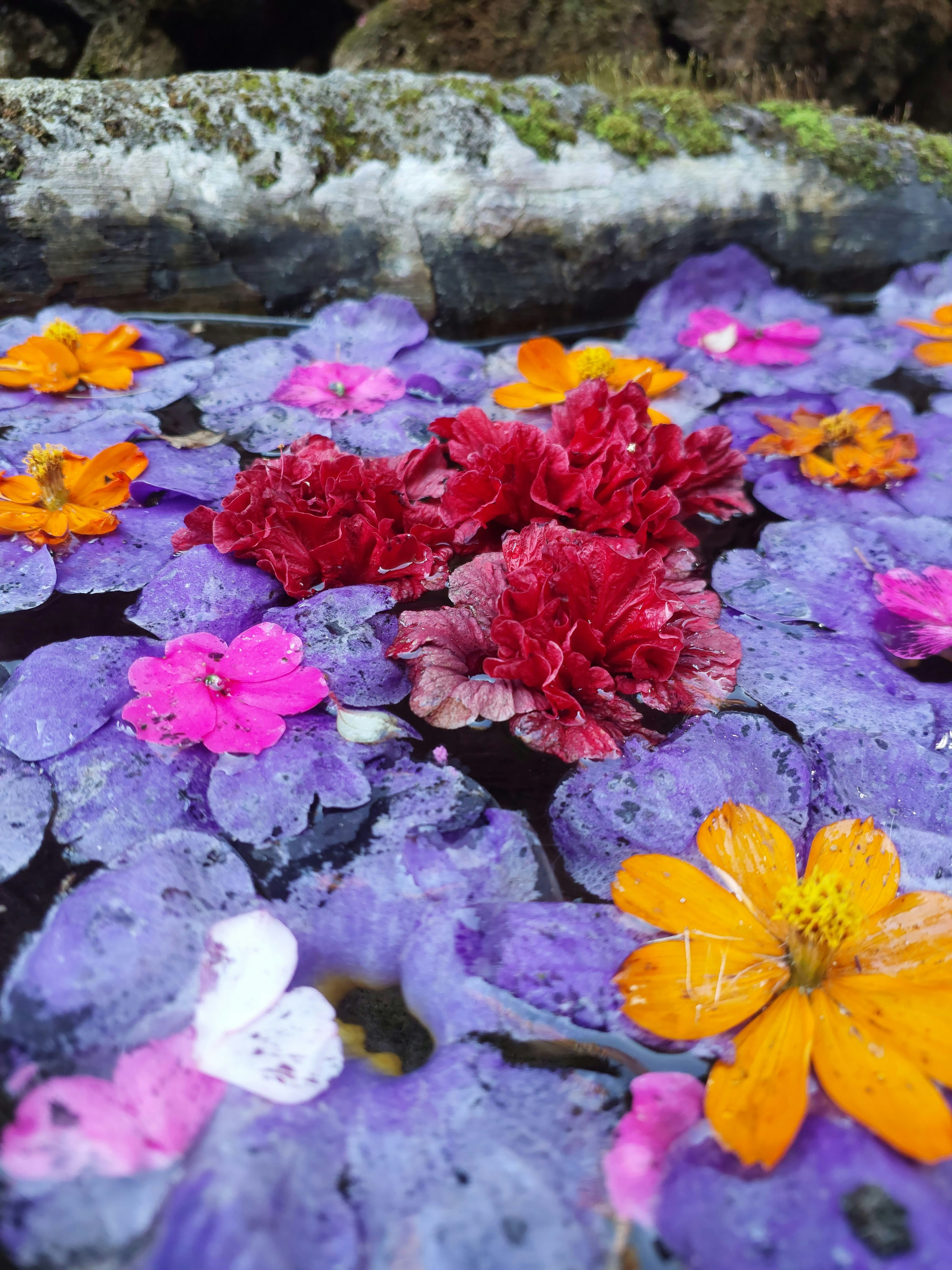 Vibrant assortment of flowers floating on water, featuring hues of purple, red, pink, and orange. The arrangement creates a visually striking contrast against the calm surface.