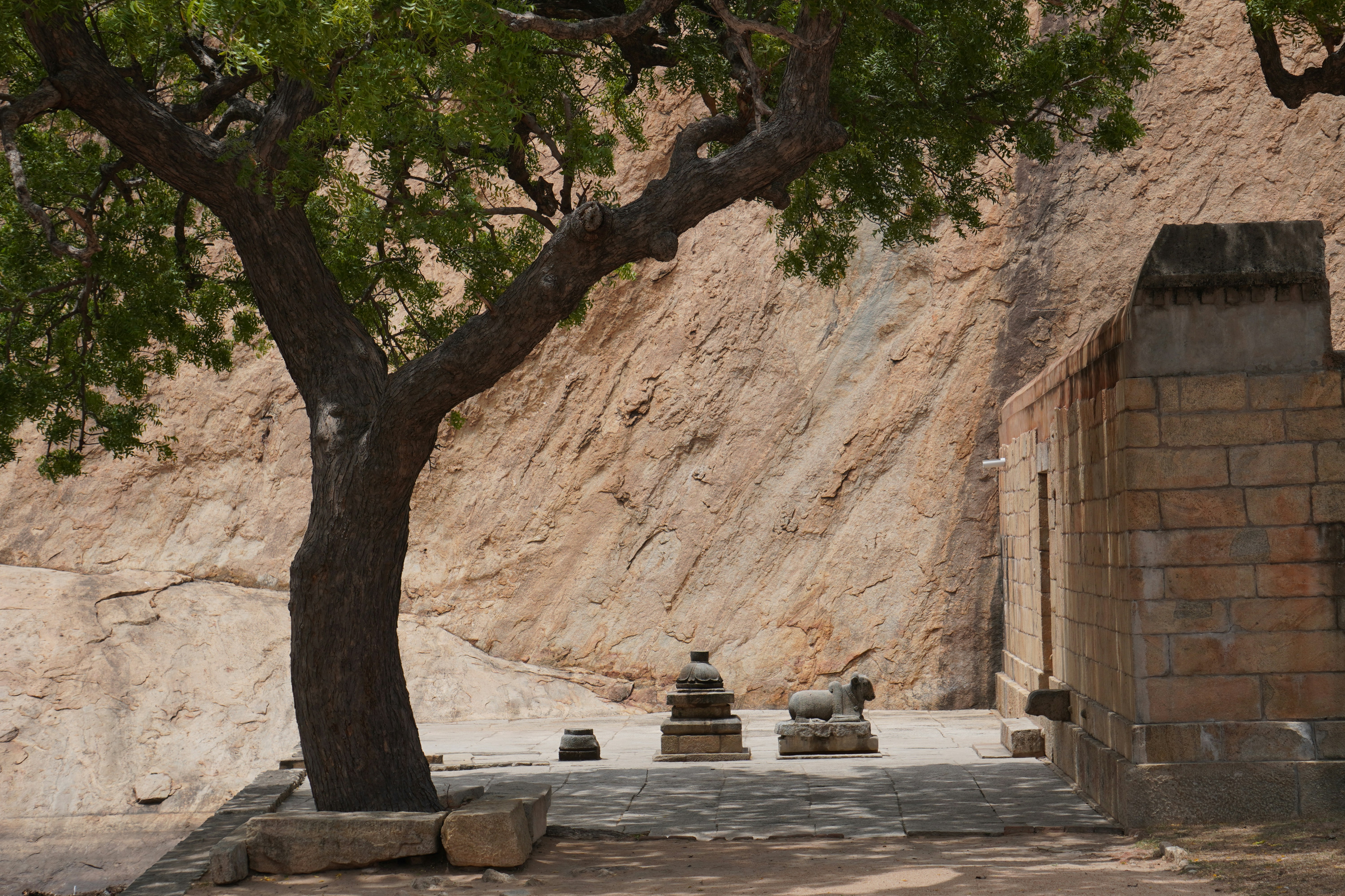 Lone Tree by the Sunlit Wall: Quiet Geometry of Stone and Shade